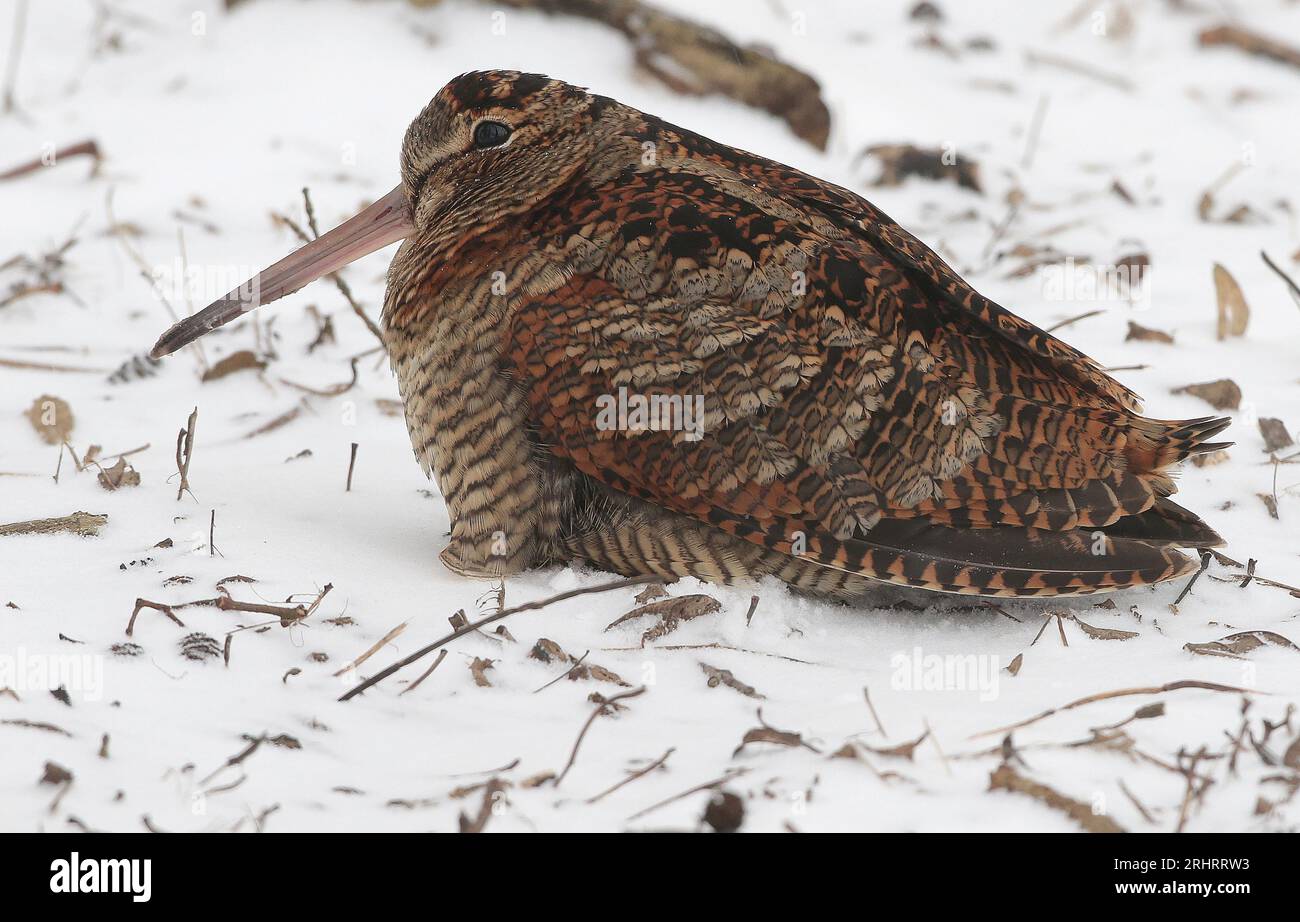 Eurasian woodcock (Scolopax rusticola), sitting in the snow, seen from ...