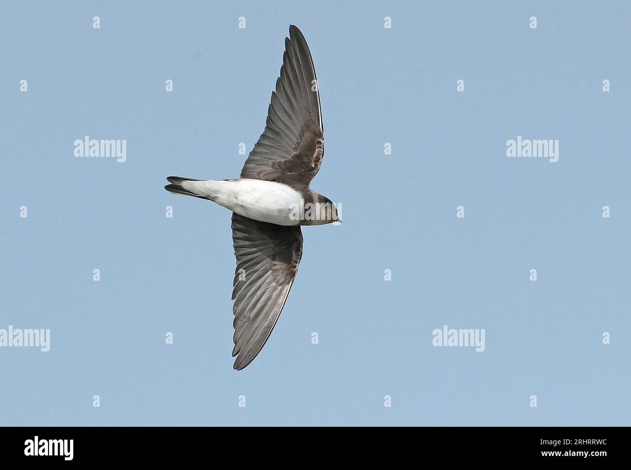 sand martin (Riparia riparia), flying young bird, view from below ...