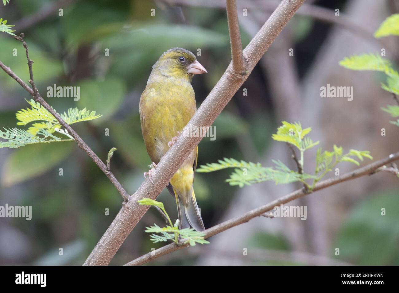 Bonin Greenfinch, Ogasawara greenfinch (Chloris kittlitzi), male ...