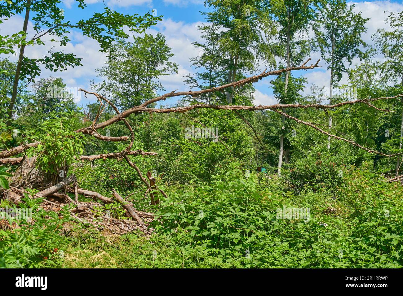 reforestation of a windthrow area after a violent thunderstorm in 2019 ...