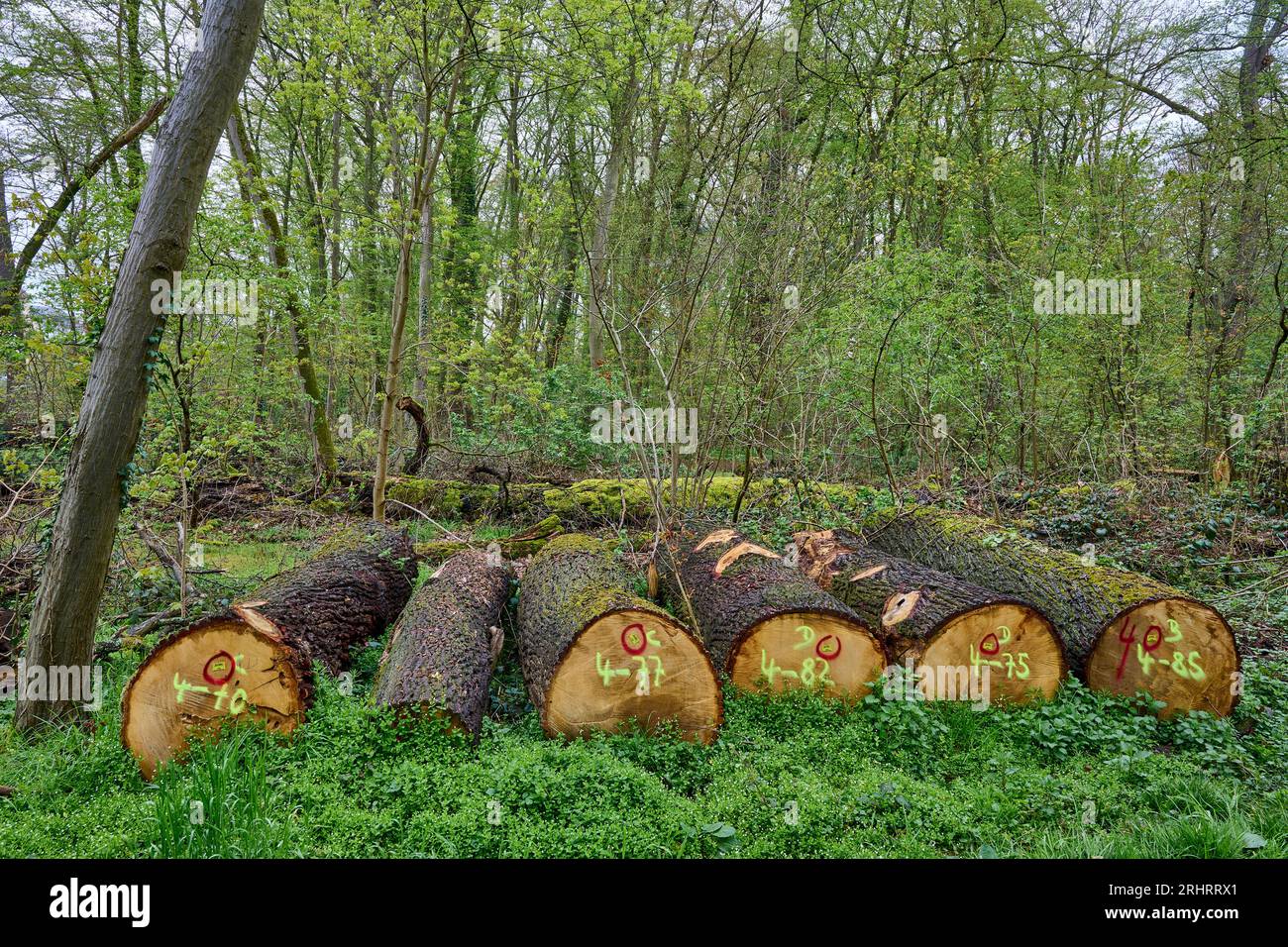 felled oak logs in the forest, low-quality oak wood of quality grades B ...