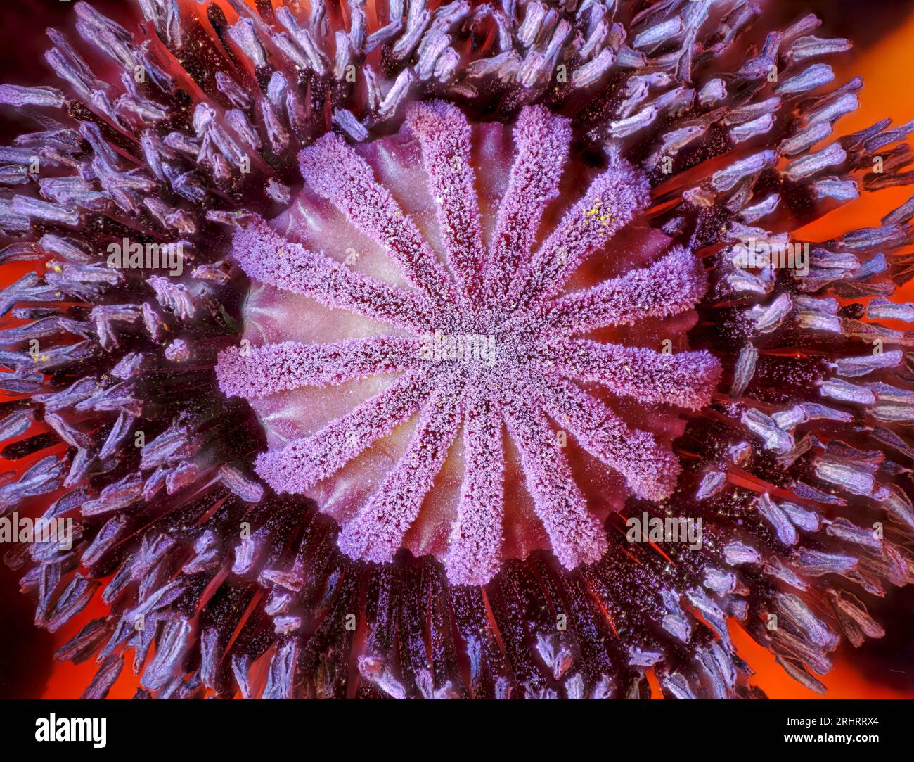 Common poppy, Corn poppy, Red poppy (Papaver rhoeas), ovary and stamina ...