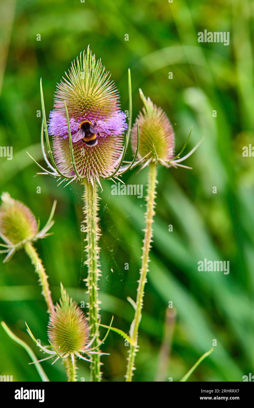 Wild teasel, Fuller's teasel, Common teasel, Common teazle (Dipsacus ...