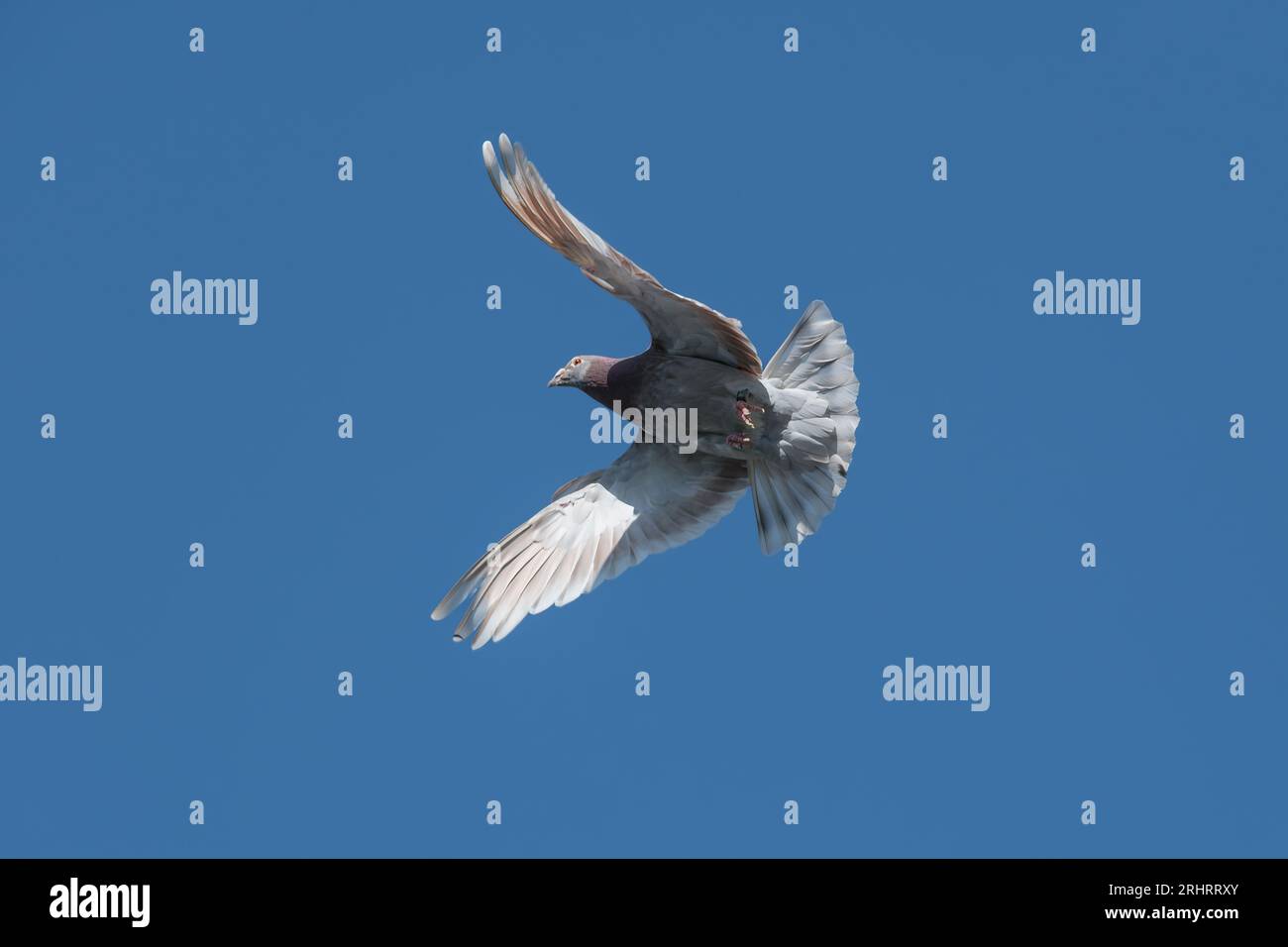 Homing pigeon comes home spreading its wings against a blue sky Stock ...