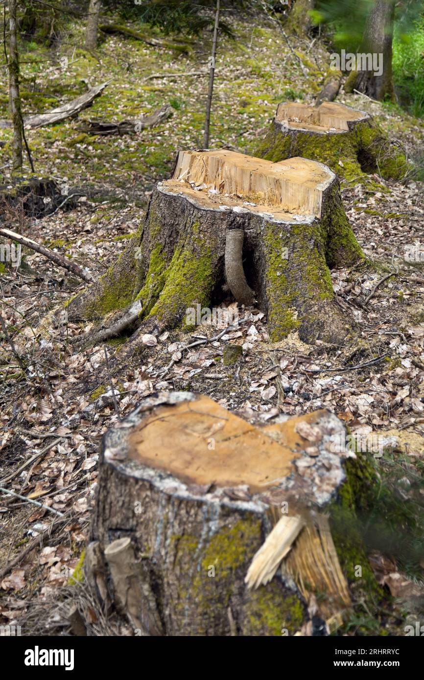 Norway spruce (Picea abies), tree stumps in the woods, Germany Stock ...