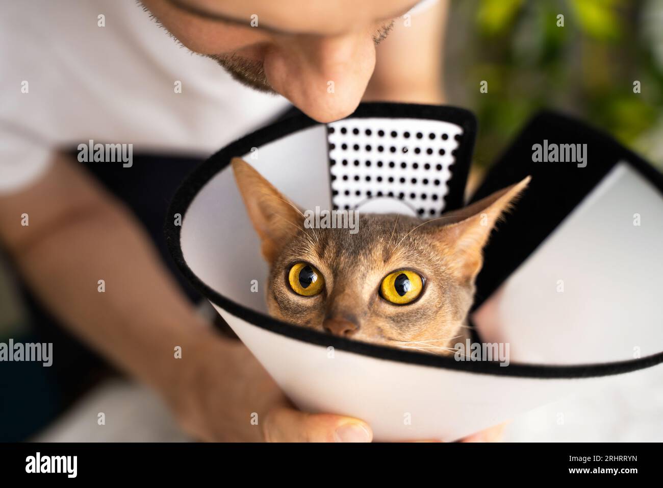 Close-up of a Funny Abyssinian cat wearing a cone, as its caring male ...