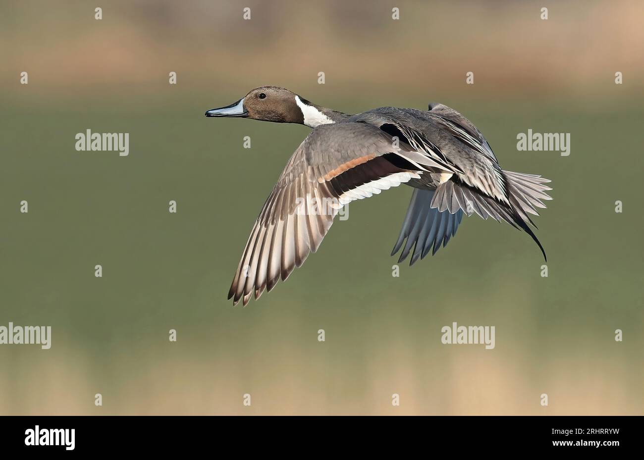 northern pintail (Anas acuta), flying drake, side view, Netherlands ...