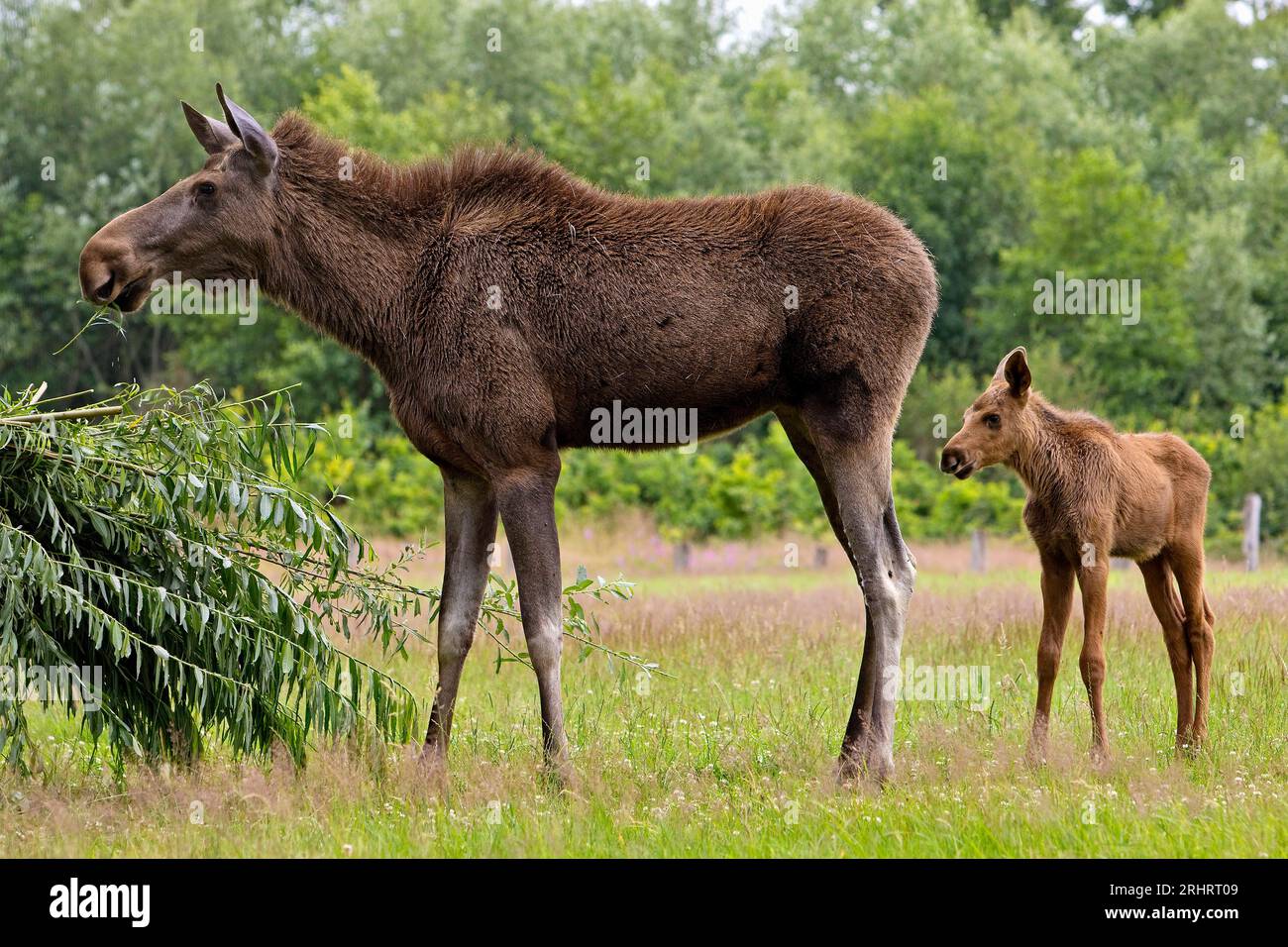 elk, European moose (Alces alces alces), feeding cow elk with elk calf ...