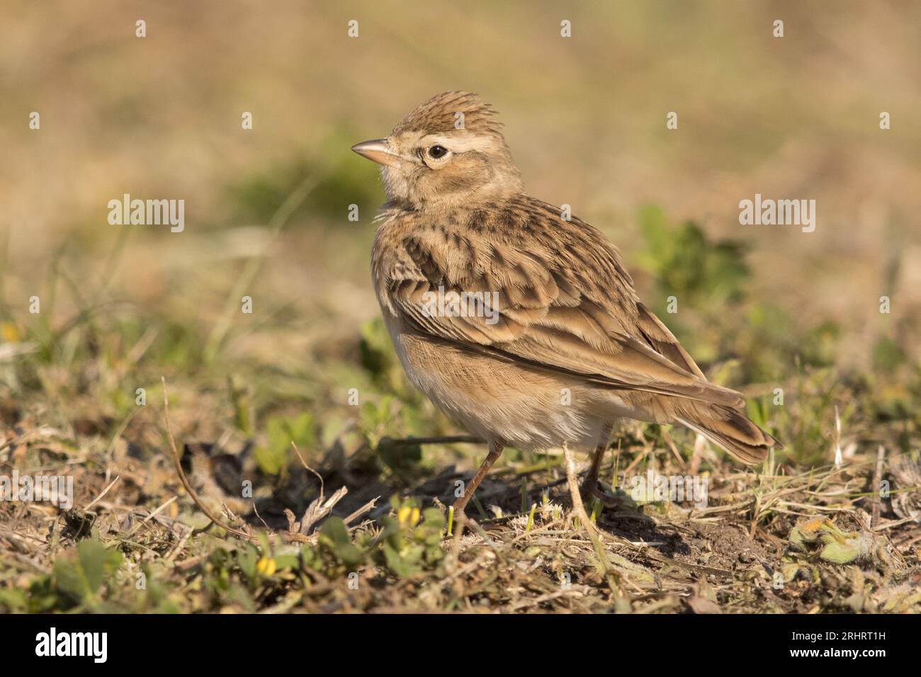Mongolian short toed lark hi-res stock photography and images - Alamy