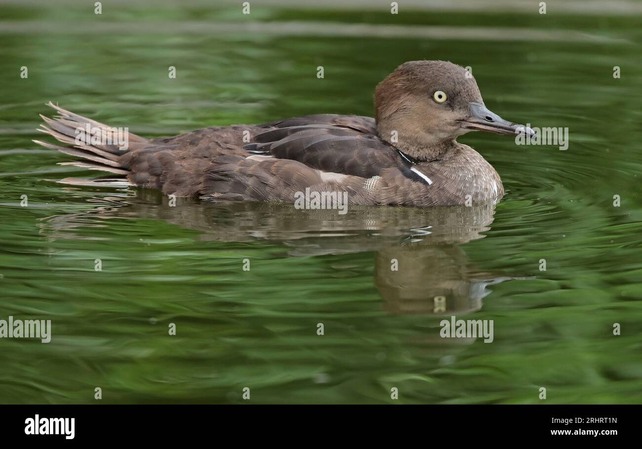 Hooded merganser (Mergus cucullatus, Lophodytes cucullatus), adult male ...