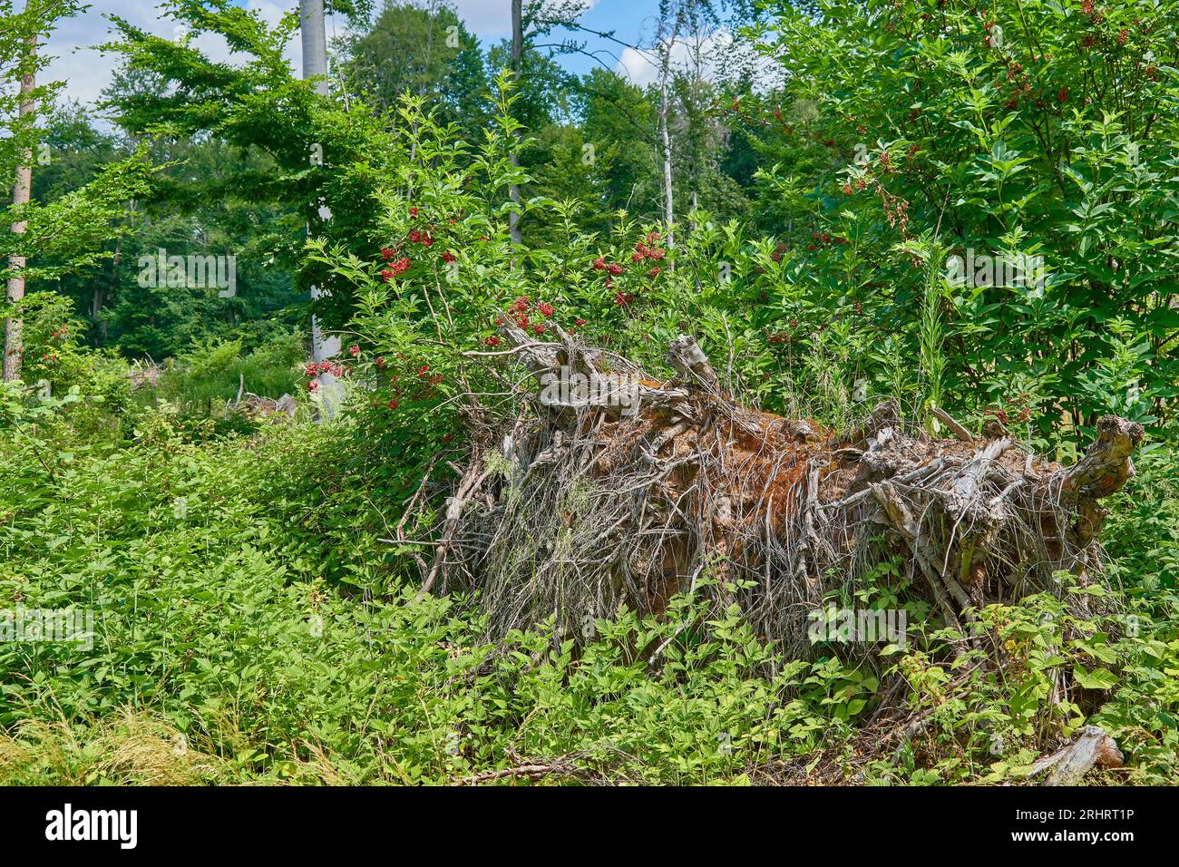 reforestation of a windthrow area after a violent thunderstorm in 2019 ...