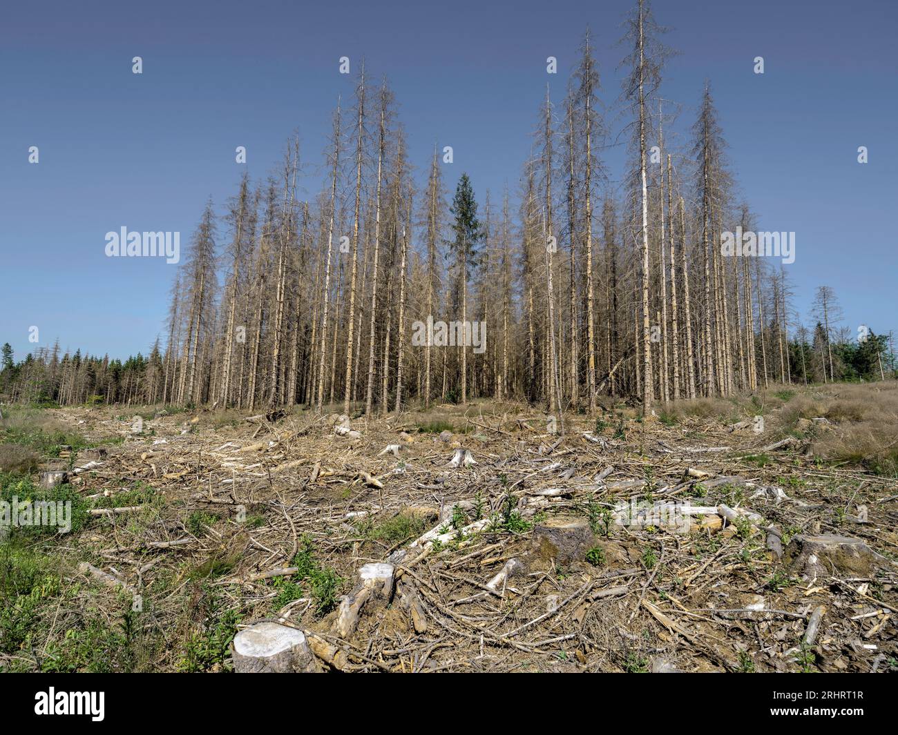 Norway spruce (Picea abies), dead spruces, Germany, Lower Saxony, Harz ...