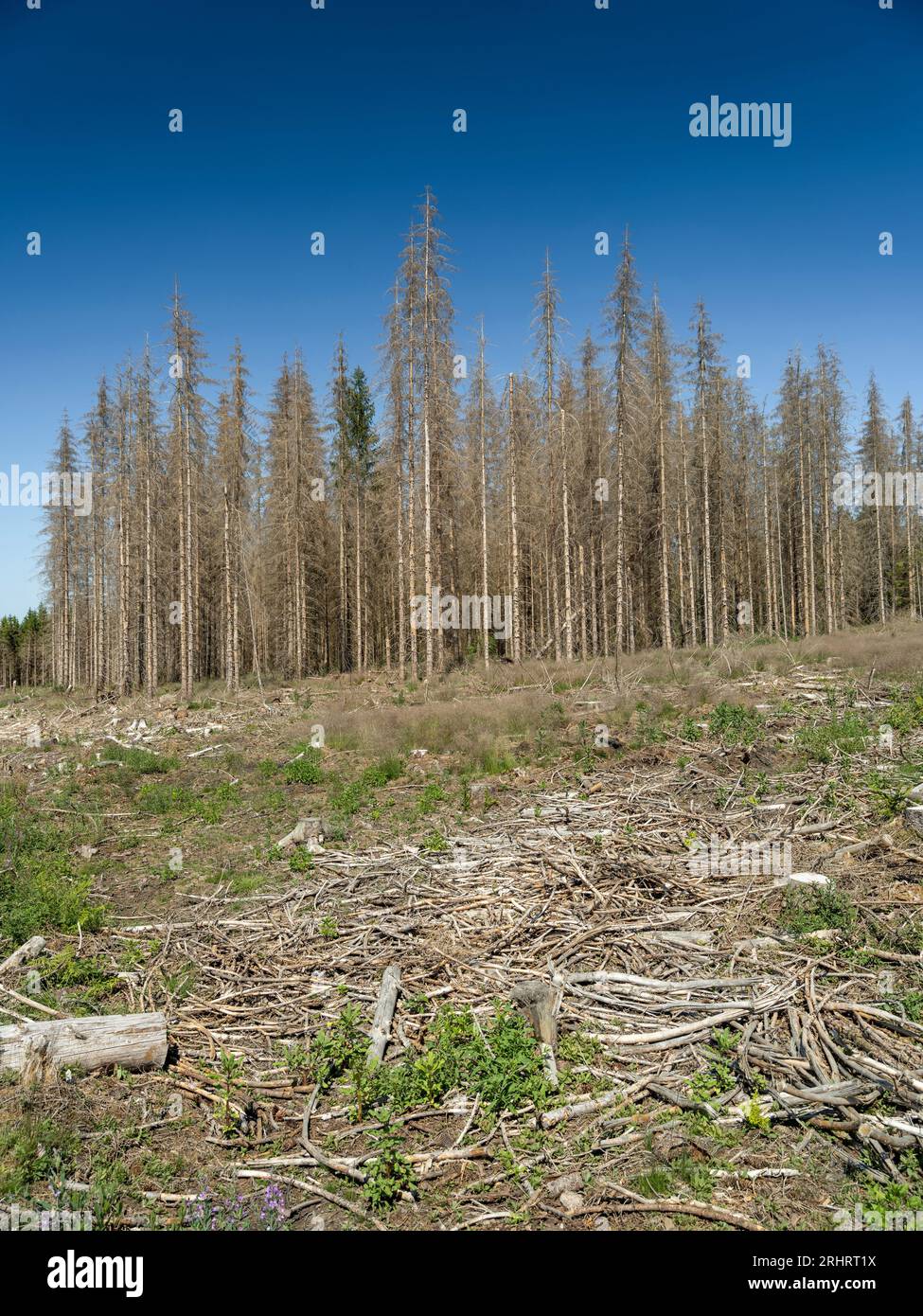 Norway spruce (Picea abies), dead spruces, Germany, Lower Saxony, Harz ...