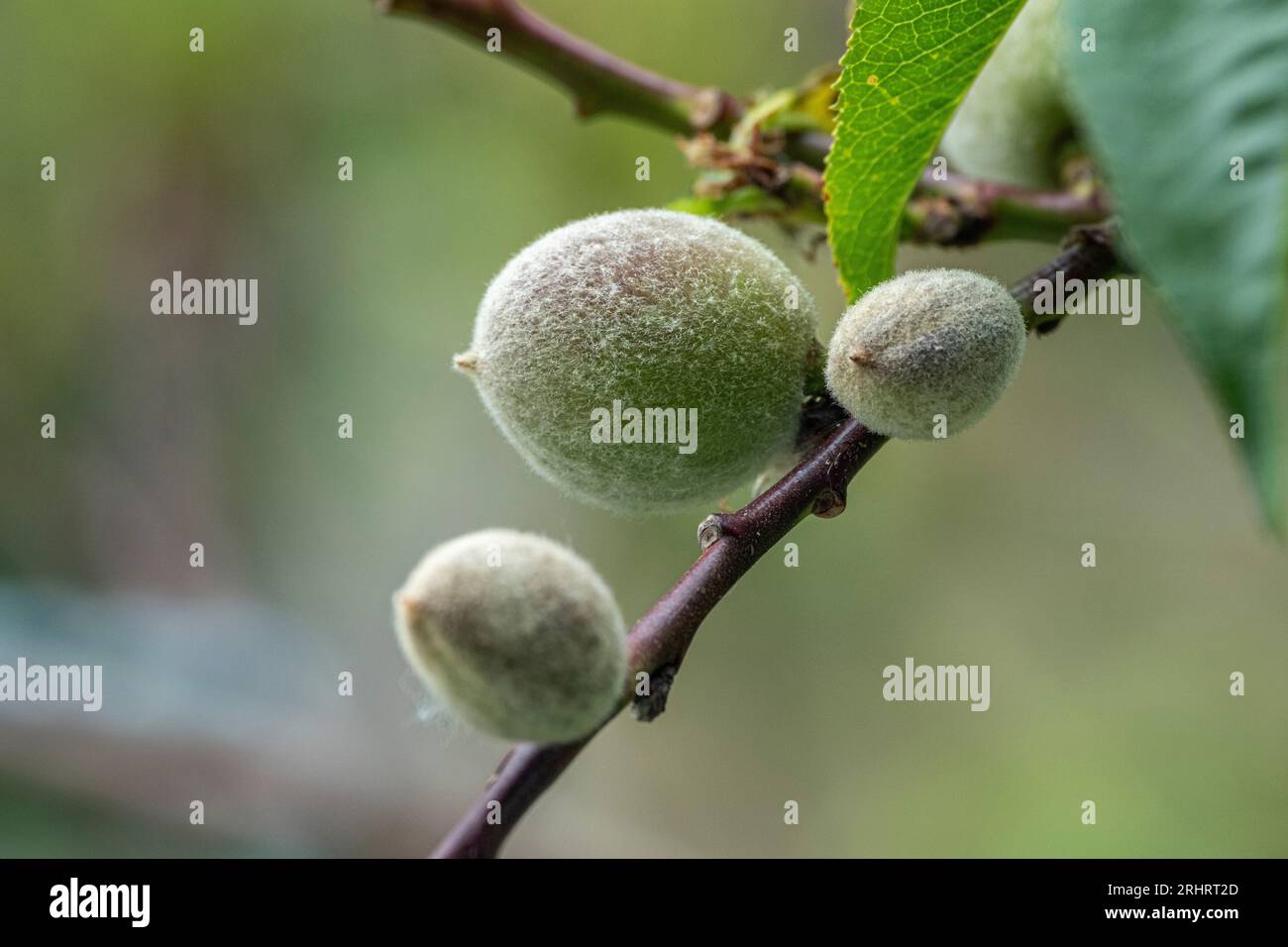 peach (Prunus persica), unripe, velutinous fruits on a peach tree ...