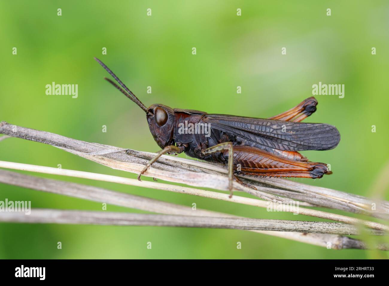 Woodland grasshopper (Omocestus rufipes, Omocestus ventralis), sitting ...