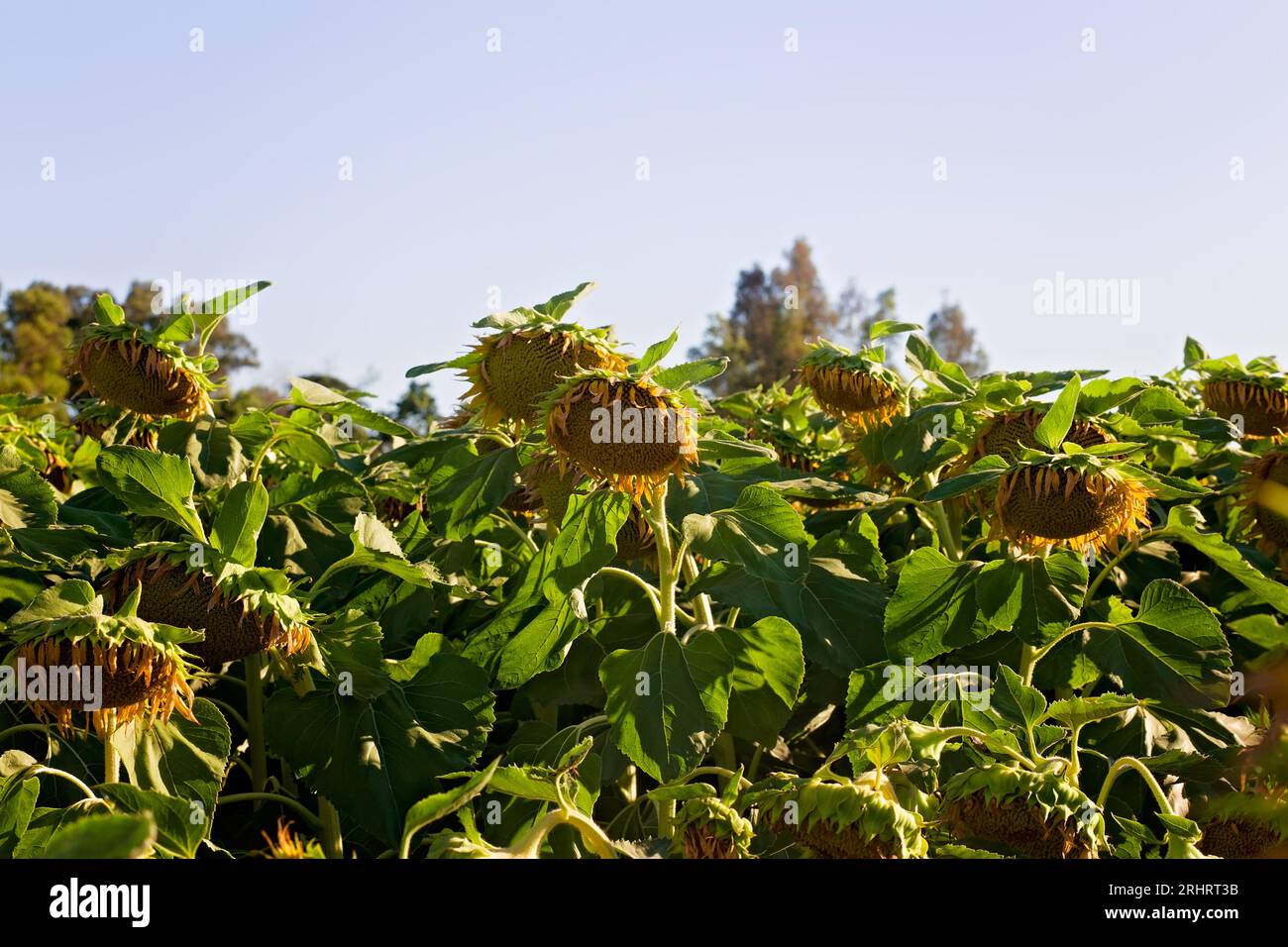 Sunflower Field Farm Blooming in Vacaville, California,USA Stock Photo ...