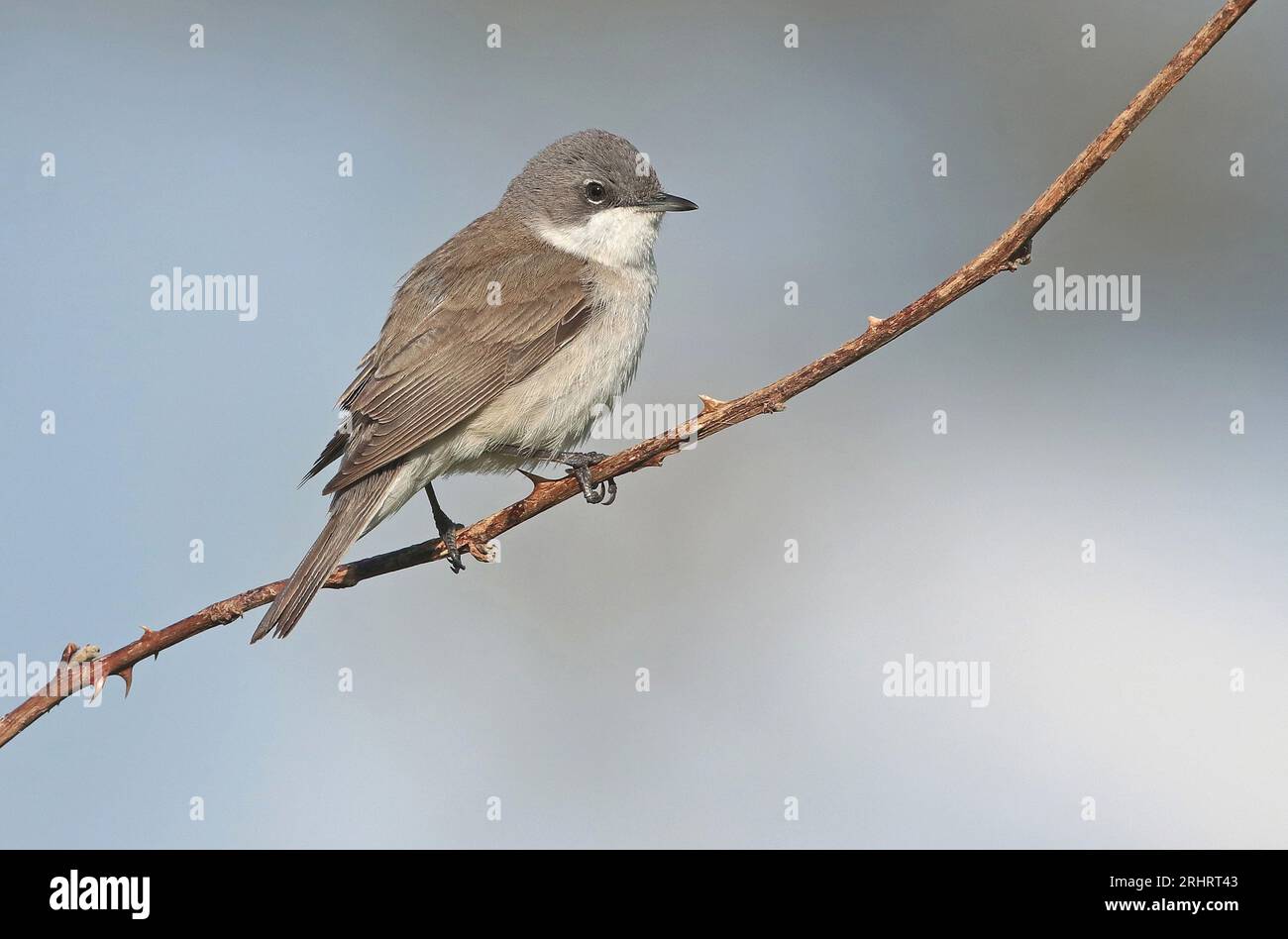 Lesser whitethroat (Sylvia curruca, Curruca curruca), adult male ...