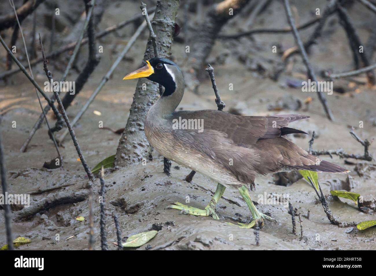 masked finfoot (Heliopais personata), walking through silt, side view ...