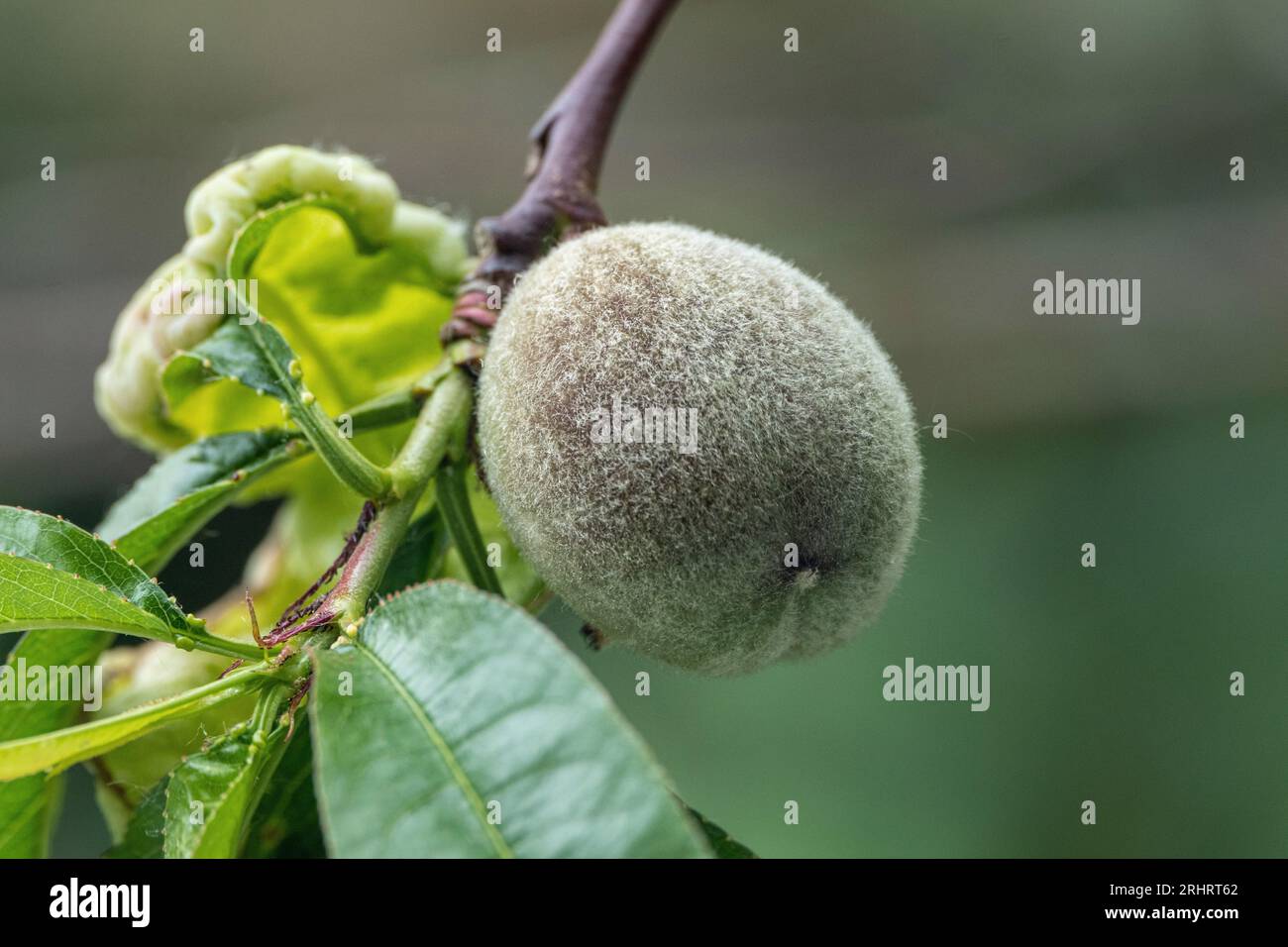 Unripe fruit on tree hi-res stock photography and images - Alamy