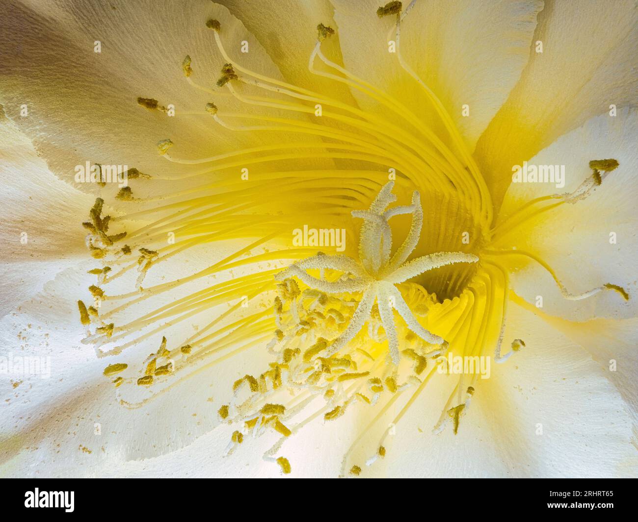 Night Blooming Cereus, Princess-of-the-Night, Queen-of-the-Night ...