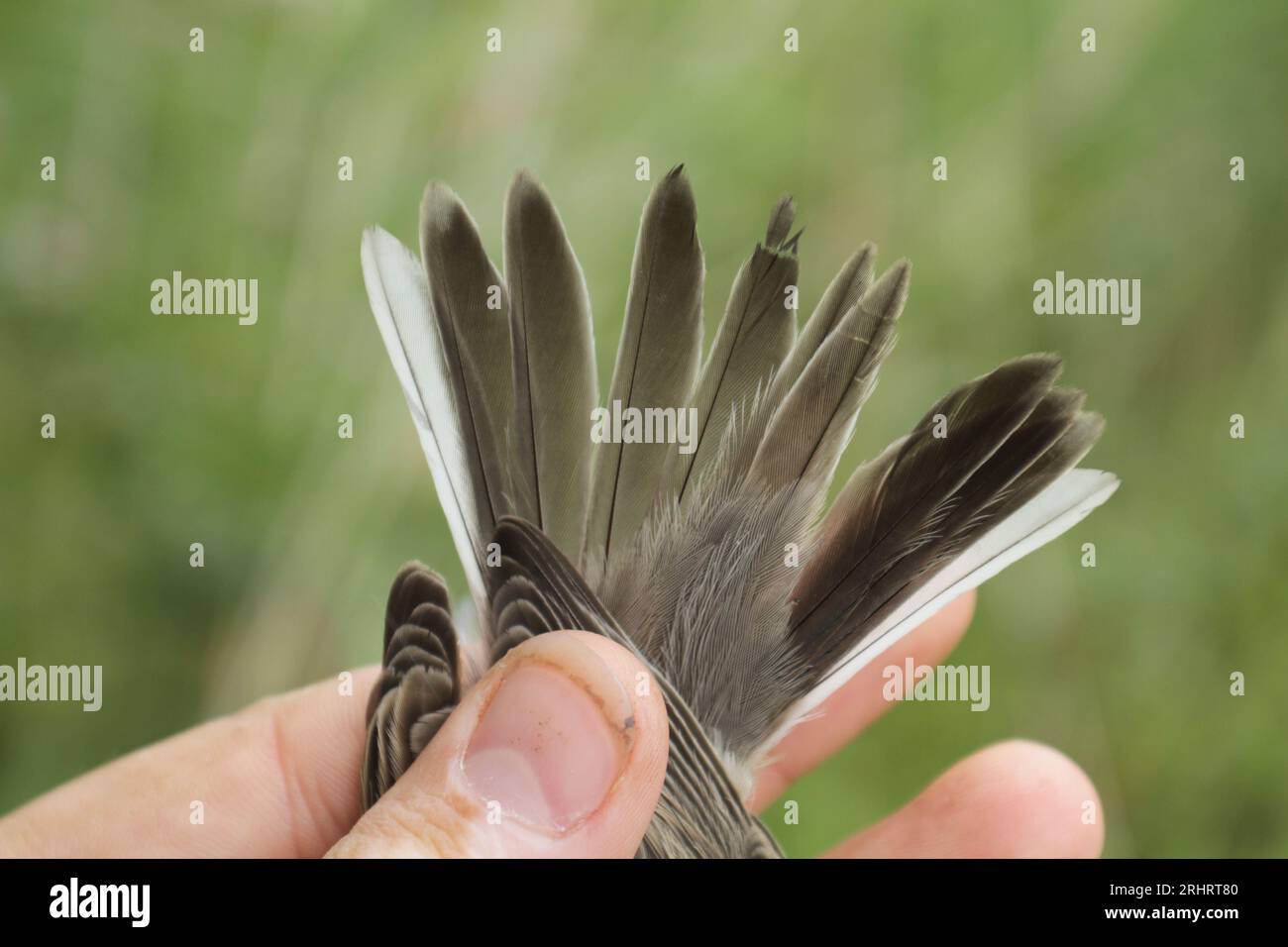 Lesser whitethroat (Sylvia curruca, Curruca curruca), tail feathers ...