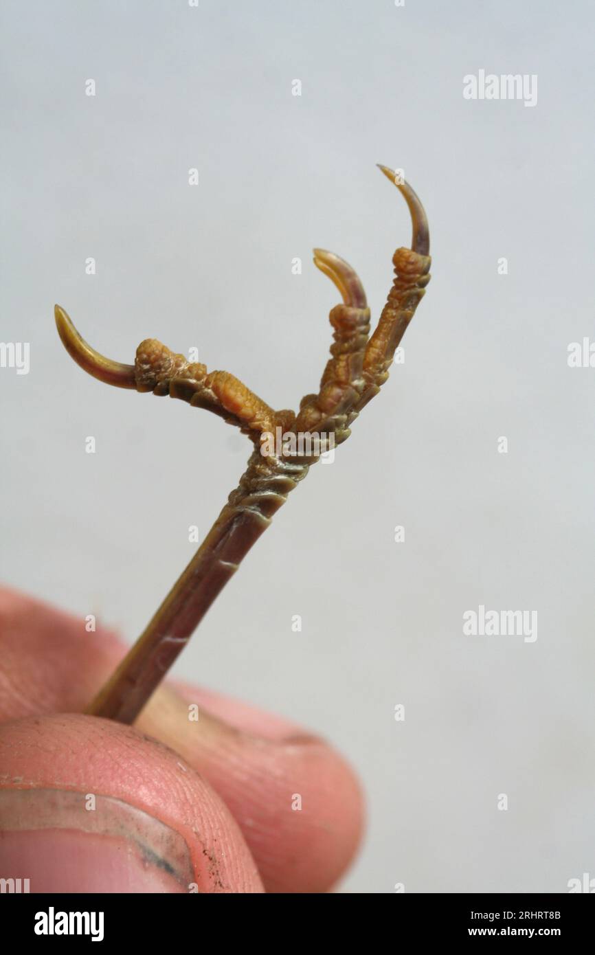 marsh warbler (Acrocephalus palustris), bird leg, Netherlands Stock ...