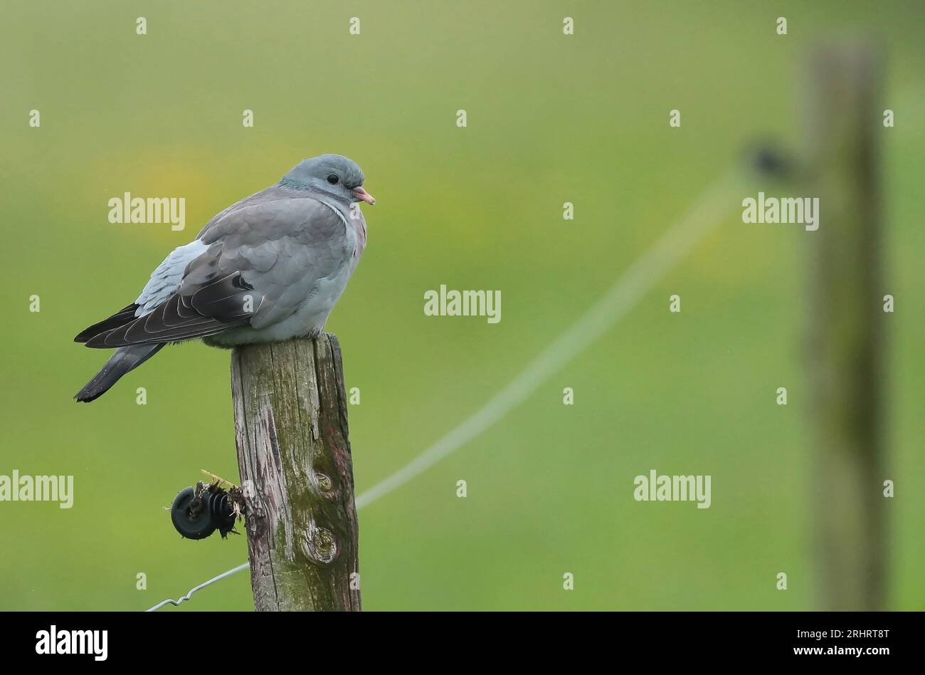 stock pigeon, stock dove (Columba oenas), perching on a fencing post ...