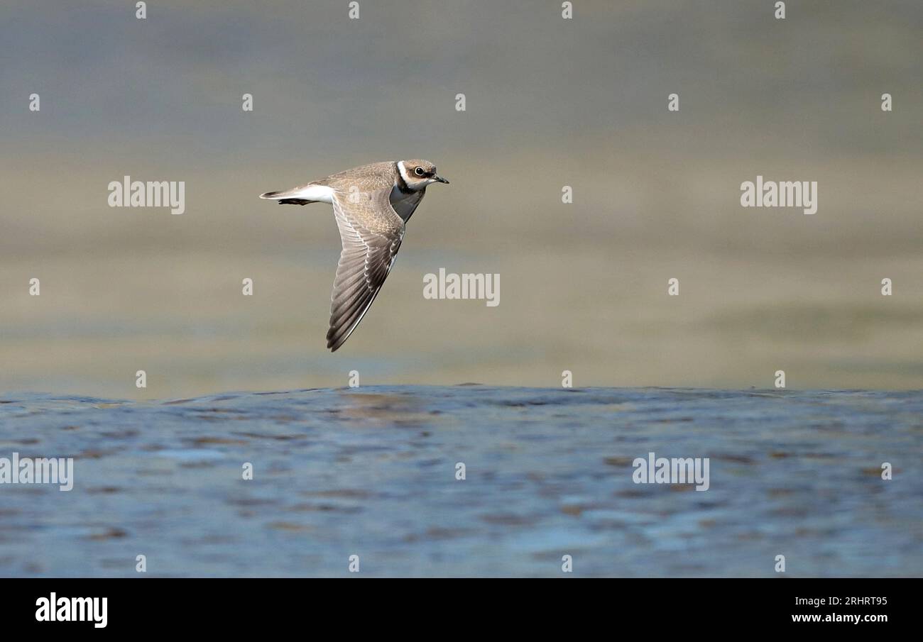 little ringed plover (Charadrius dubius), juvenile bird in flight over ...