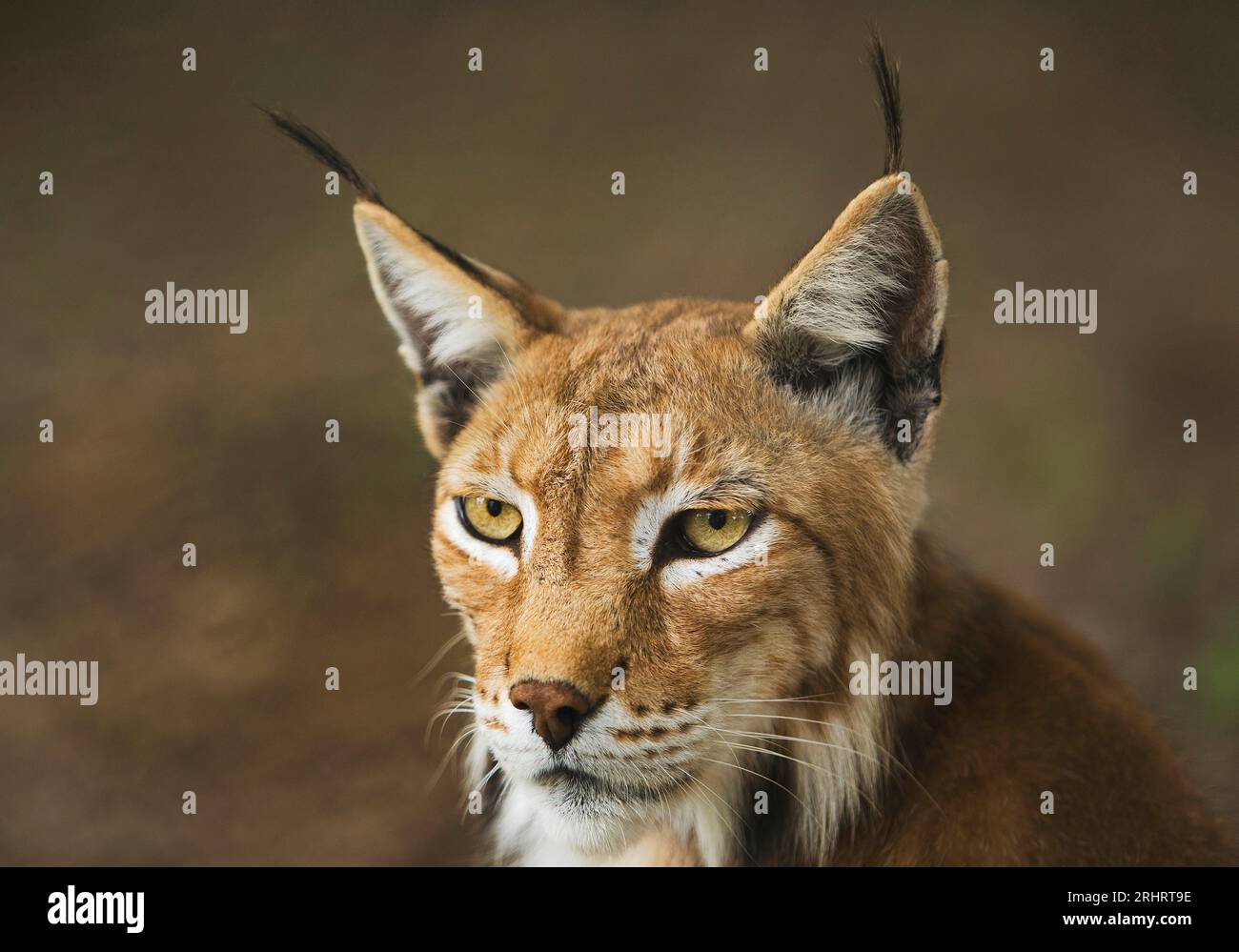 northern lynx (Lynx lynx lynx), portrait, front view, Germany Stock ...