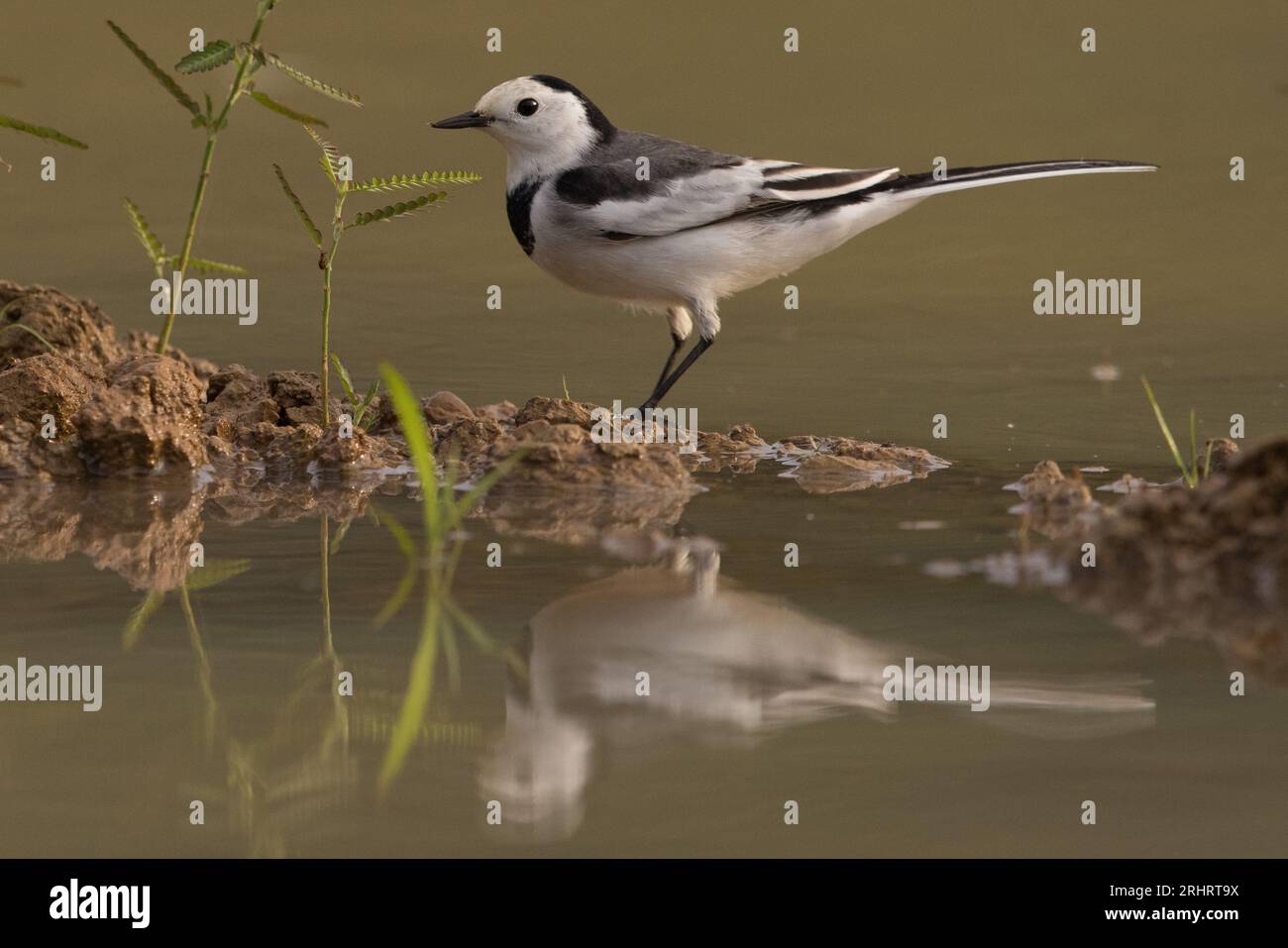 Chinese wagtail, Amur wagtail, Amur white wagtail (Motacilla alba ...