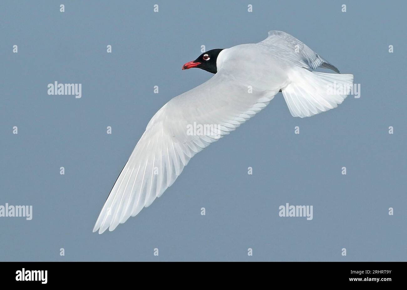 mediterranean gull (Ichthyaetus melanocephalus, Larus melanocephalus ...