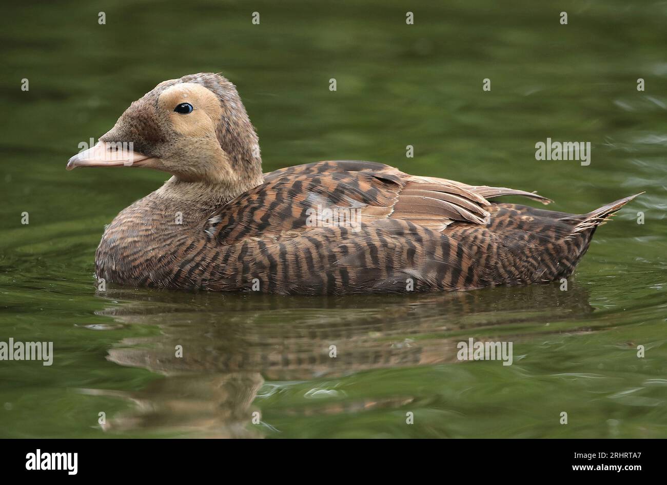 spectacled eider (Somateria fischeri), swimming young drake in immature ...