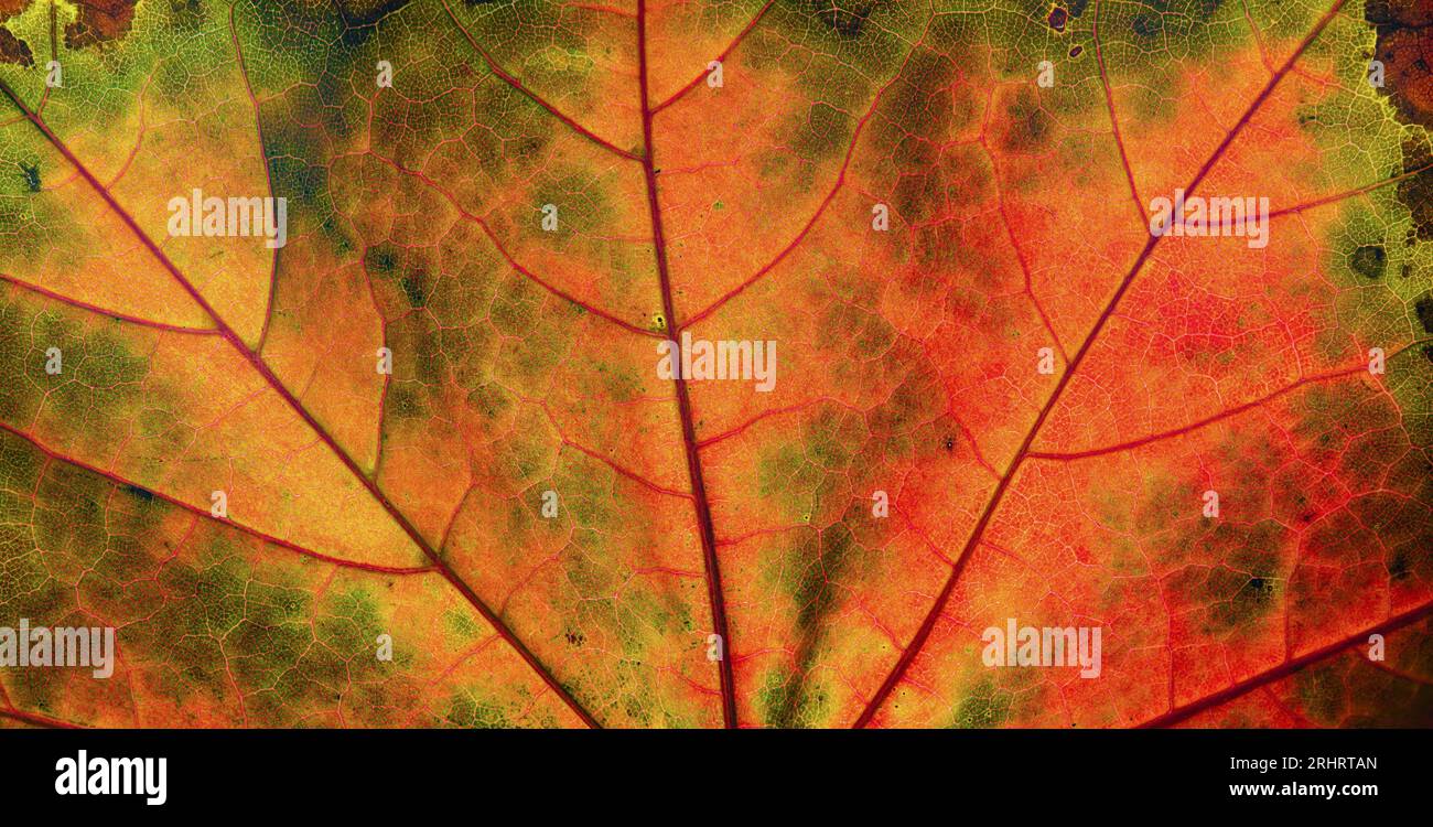 leaf with autumn colouring Stock Photo - Alamy