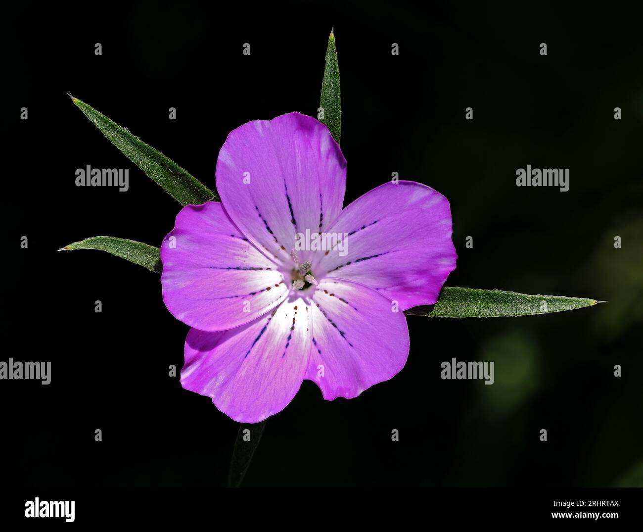 Common corncockle, Common corn-cockle, Corncockle, Corn cockle ...