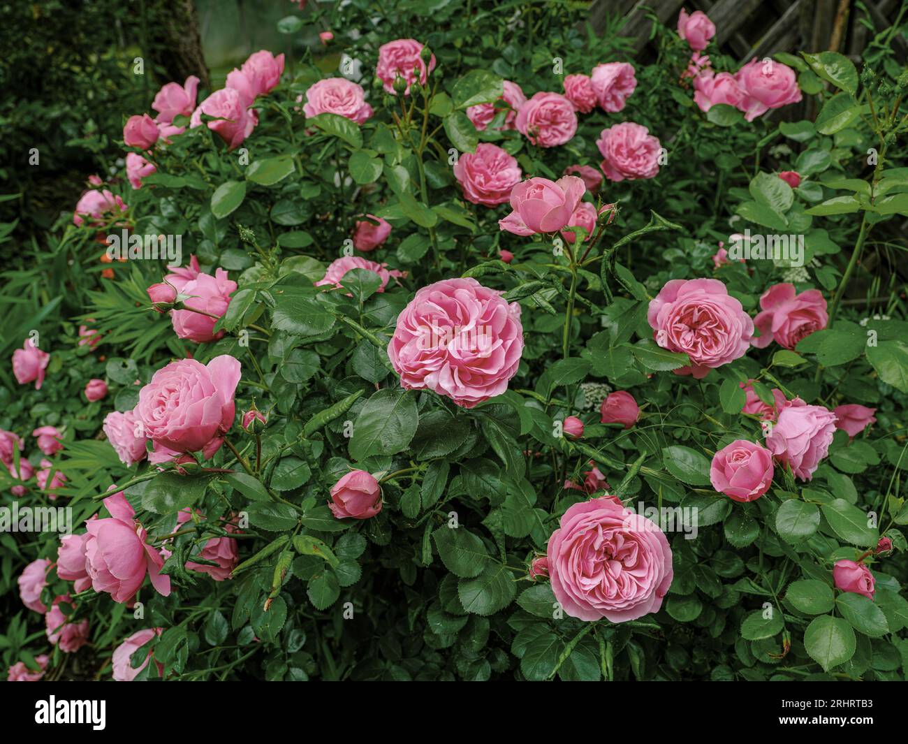 ornamental rose (Rosa spec.), bush with pink flowers, Germany, Lower ...