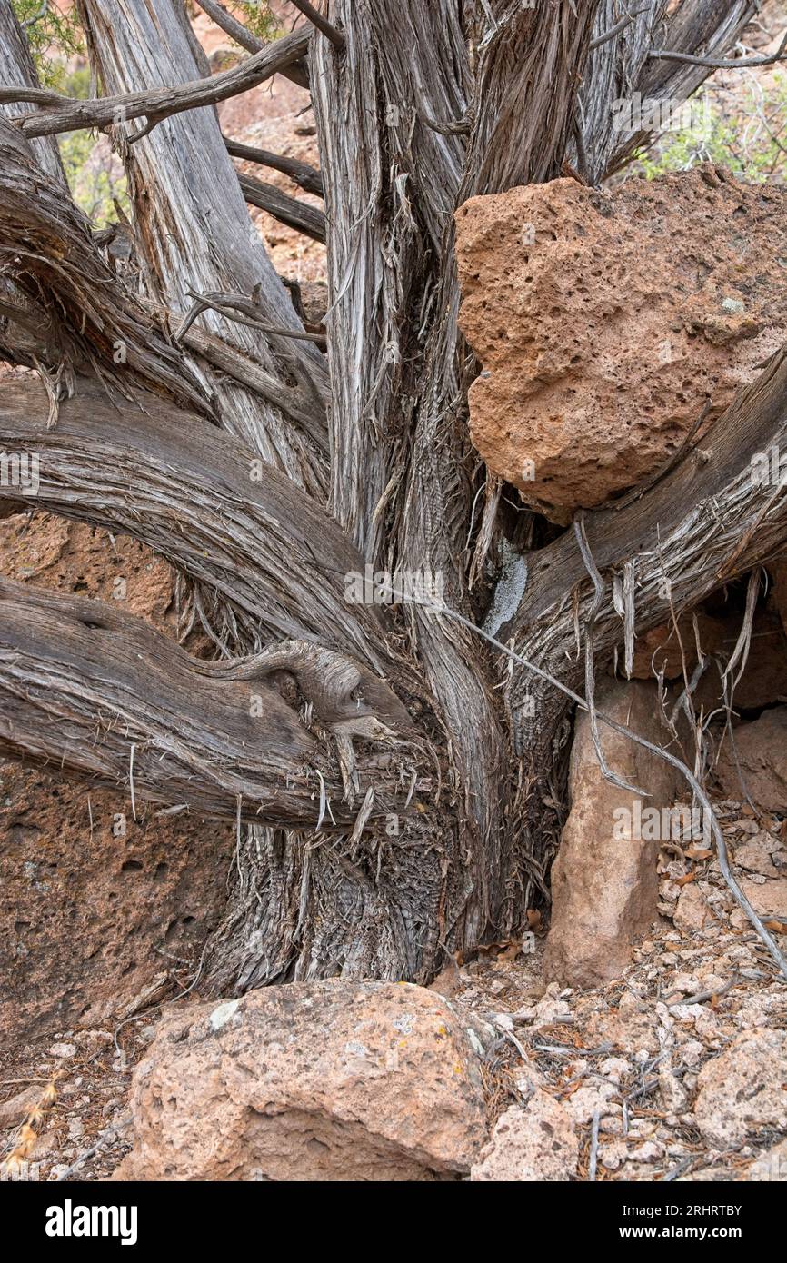 Weathered old tree trunk covered with talus stones from canyon walls ...