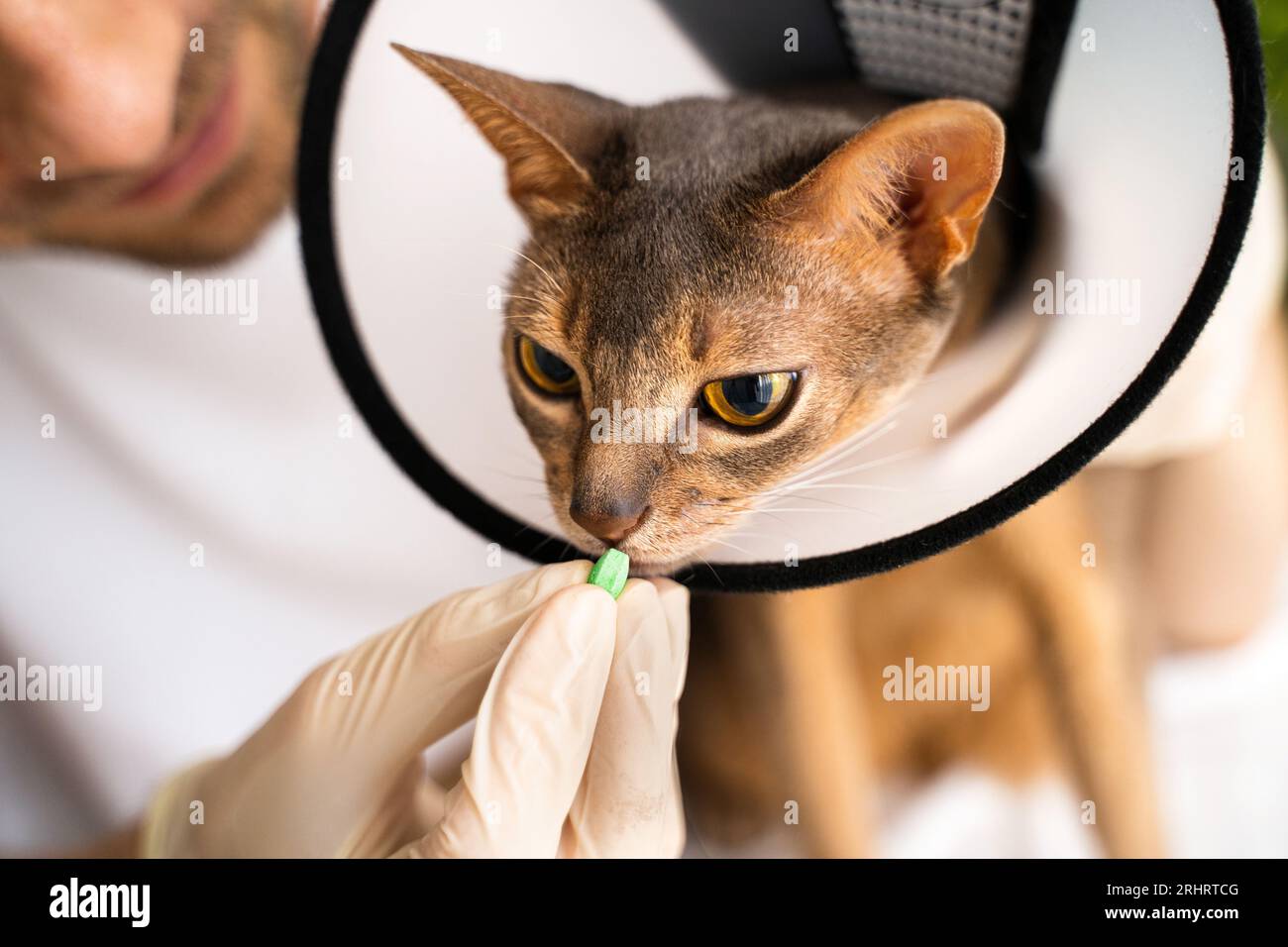 Close up Abyssinian cat with an cone receives pill, tablet from its ...