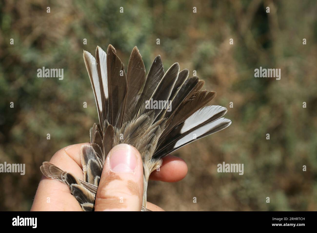 Ortolan bunting (Emberiza hortulana), tail feathers of a captured ...