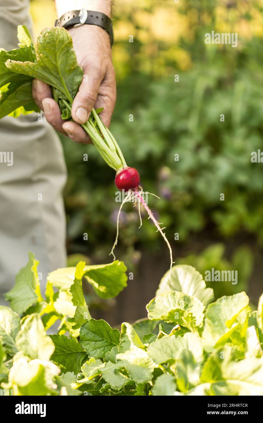 Garden radish (Raphanus sativus), man harvesting garden radisch Stock ...