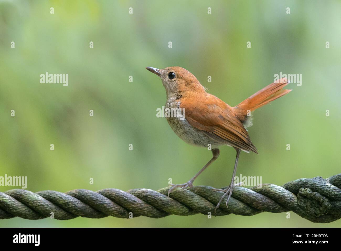 Okinawa robin (Larvivora namiyei), female perching on a rope, side view ...