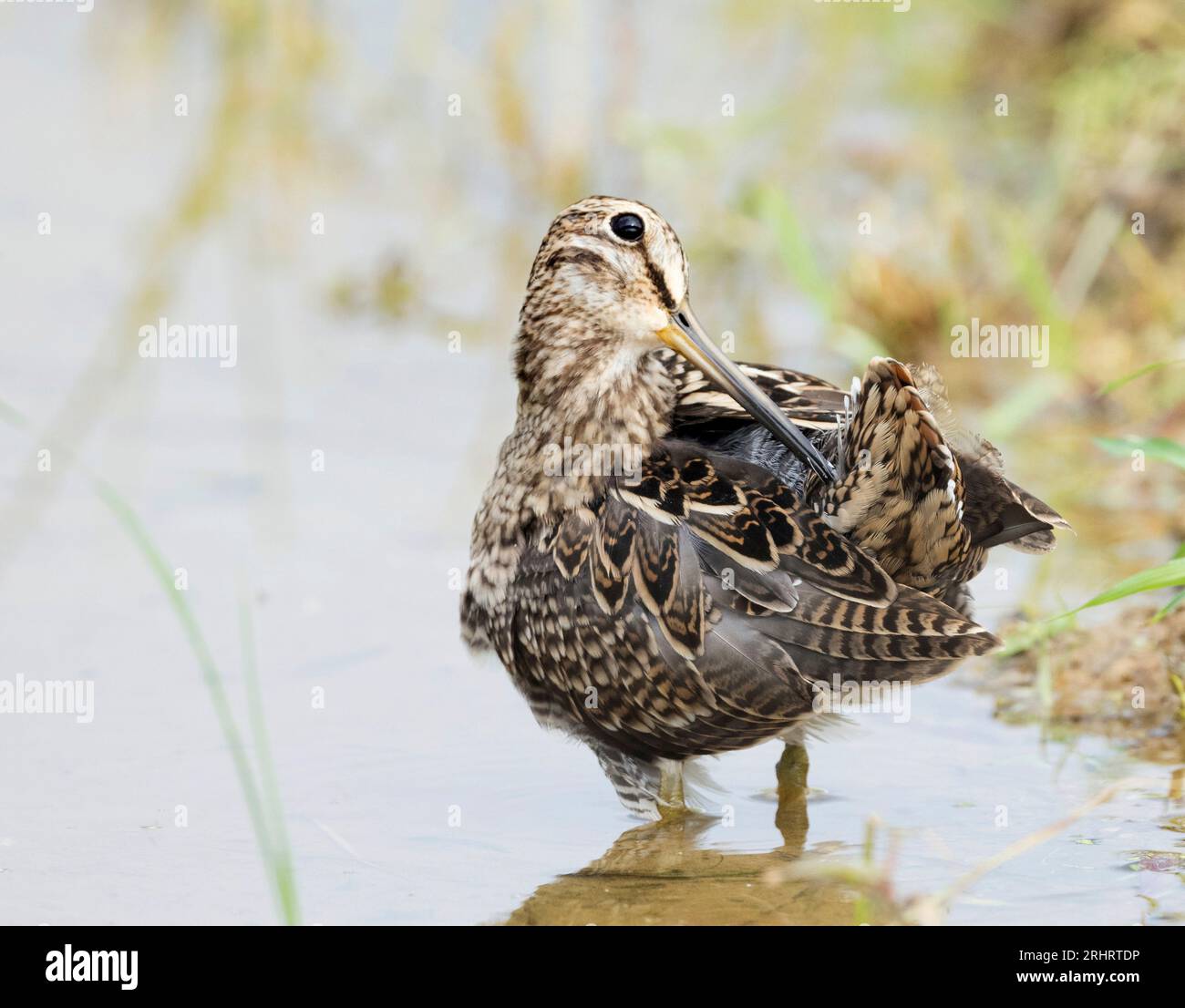 pintail snipe (Gallinago stenura), stands in shallow water and preening ...