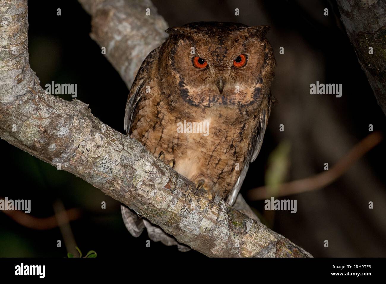Japanese scops owl (Otus semitorques pryeri), perching on a branch ...