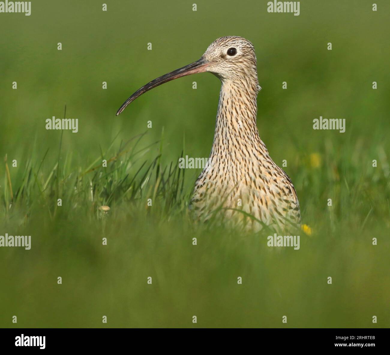 western curlew, Eurasian curlew, common curlew (Numenius arquata ...