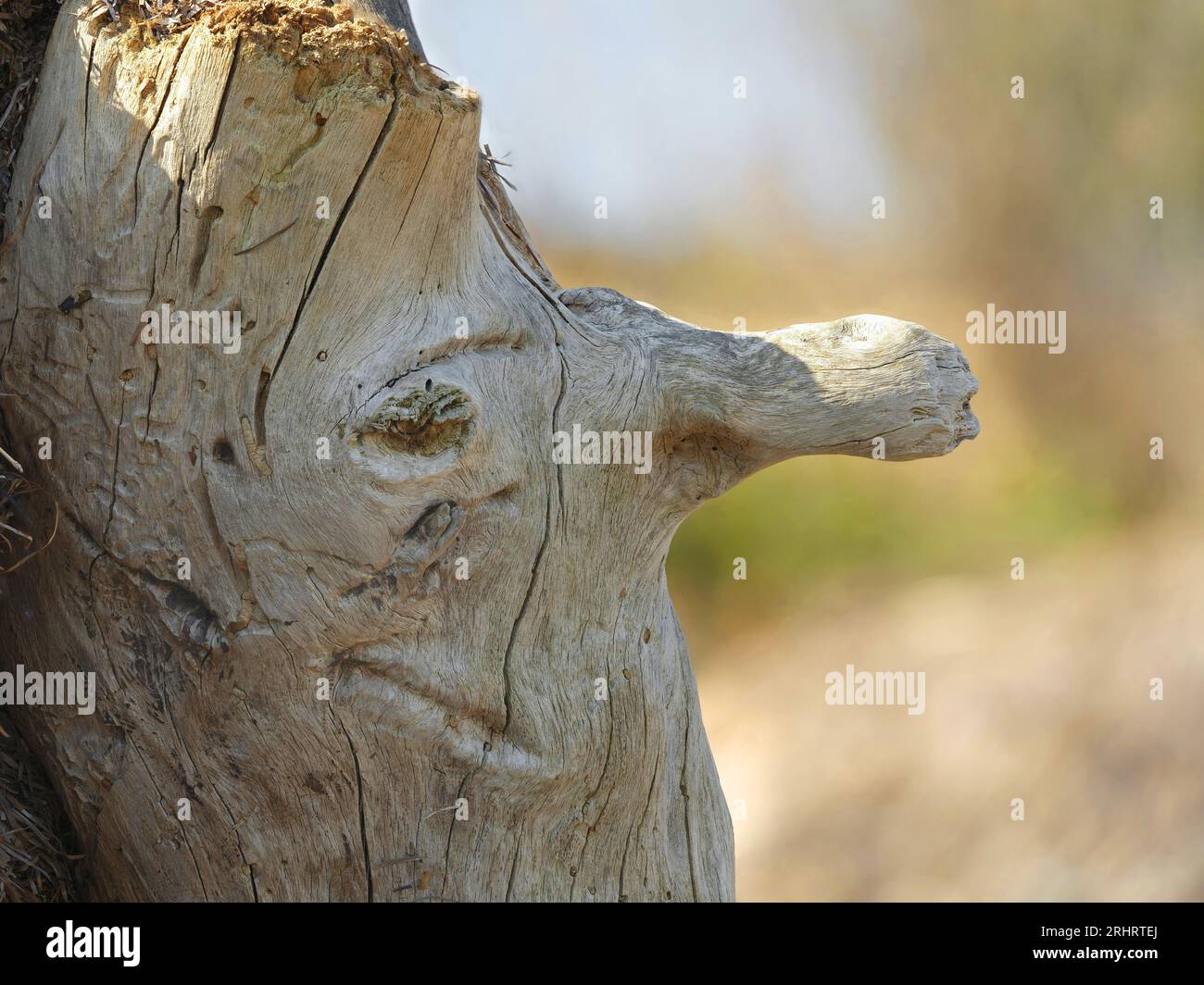 Tree legends hi-res stock photography and images - Alamy