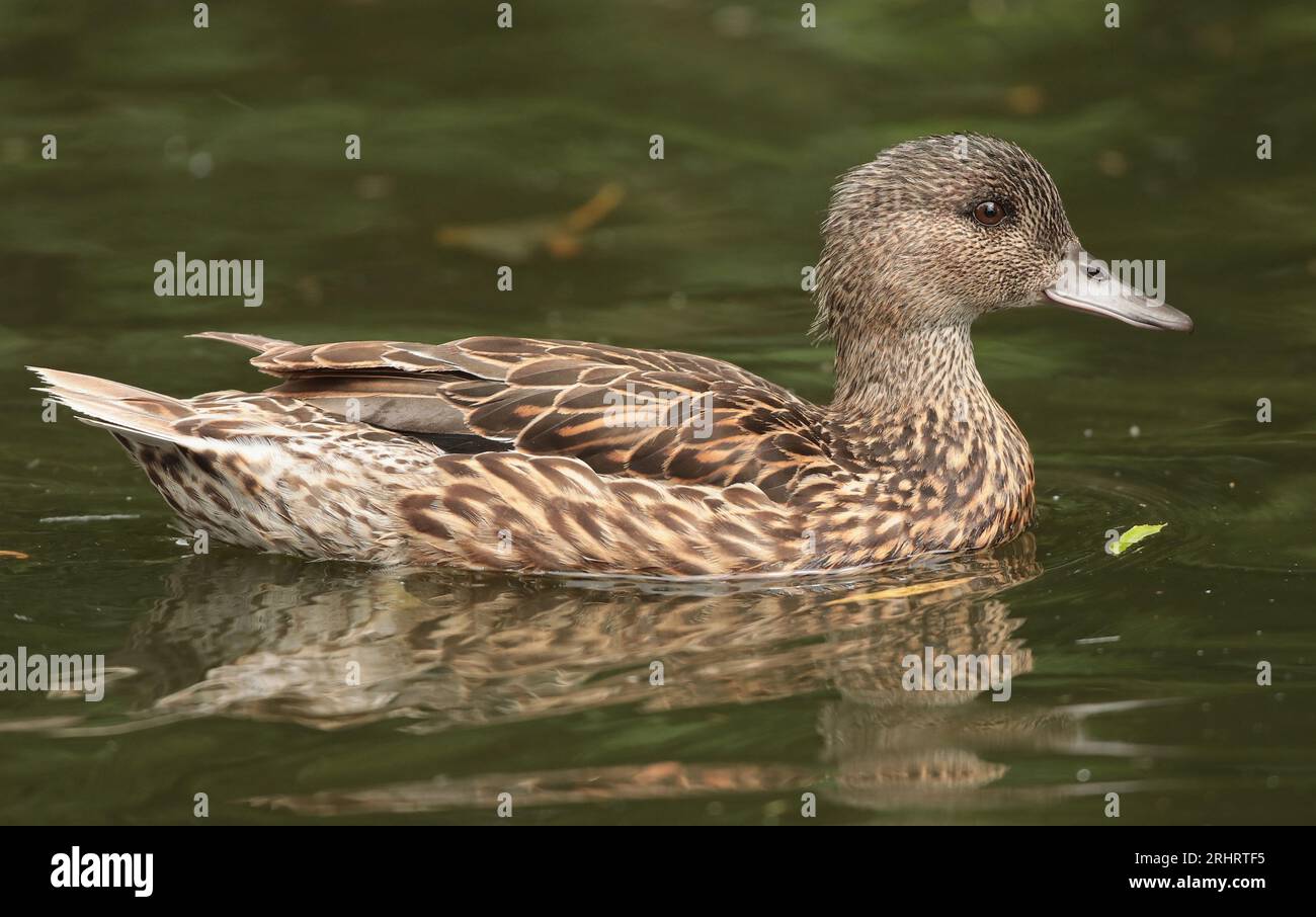 falcated teal, falcated duck (Anas falcata, Mareca falcata), swimming ...