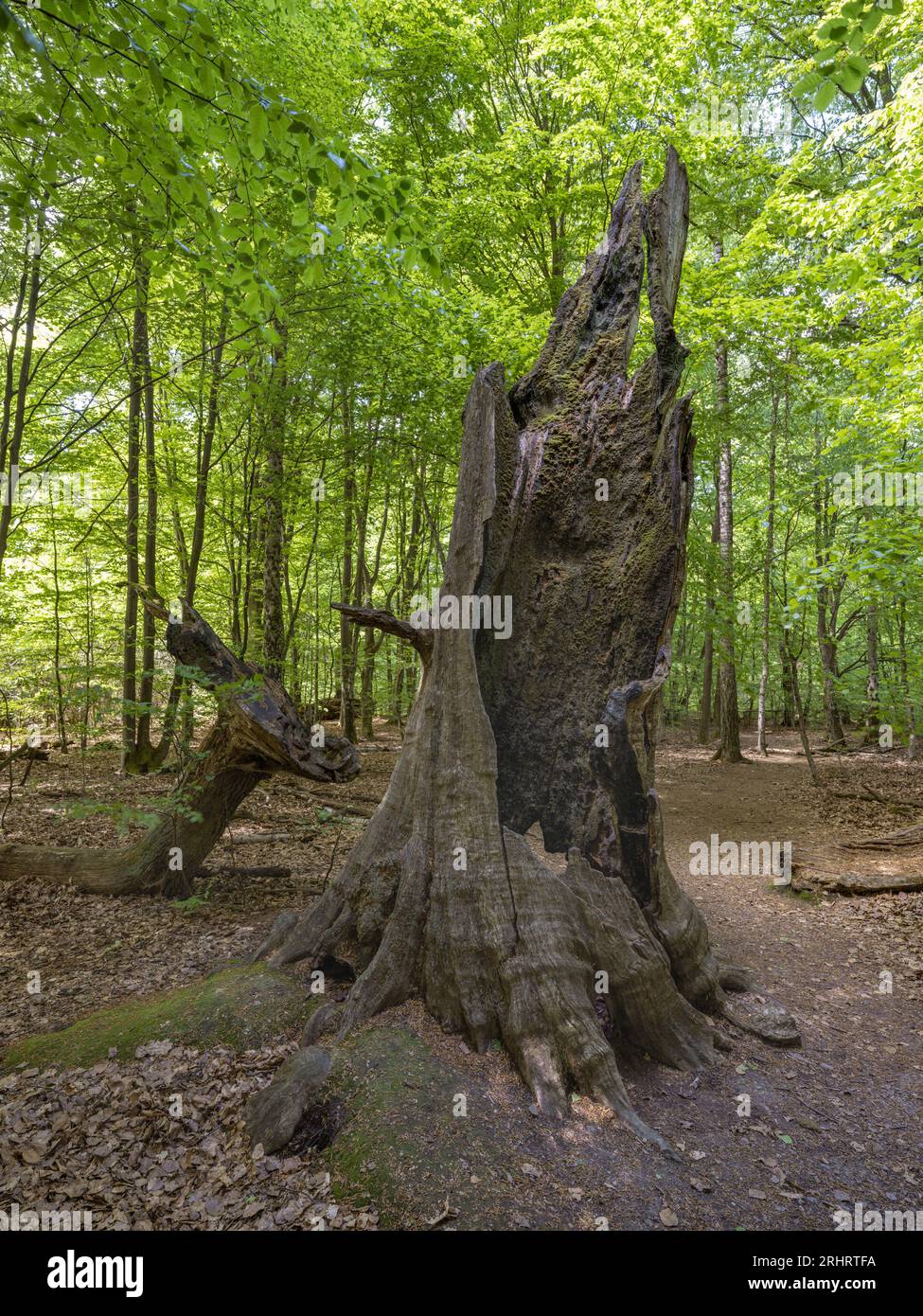 common beech (Fagus sylvatica), dead beech in the ancient forest of ...
