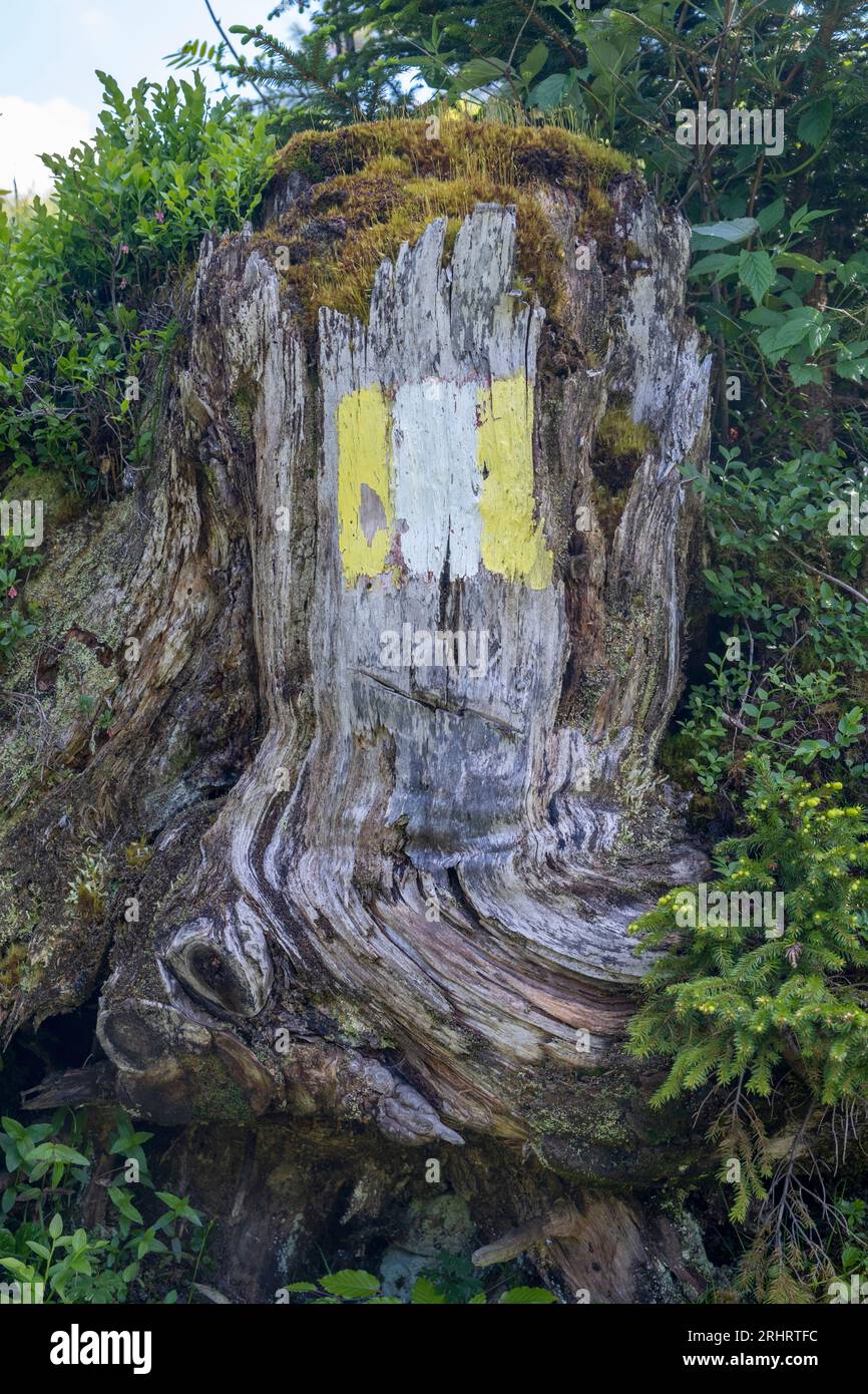 Stump trail hi-res stock photography and images - Alamy