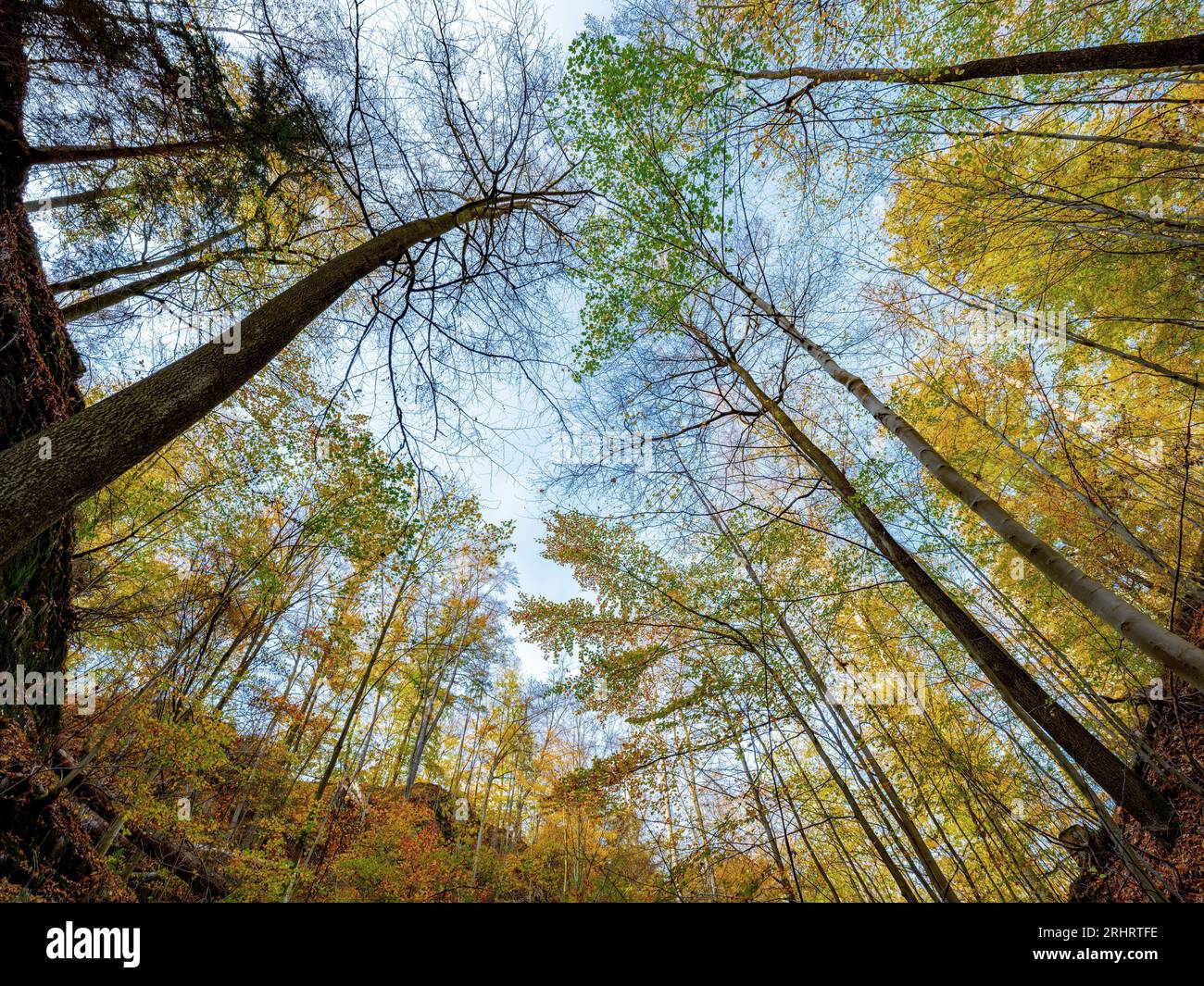 autumn forest, Germany, Thueringen, Thueringer Wald Stock Photo - Alamy