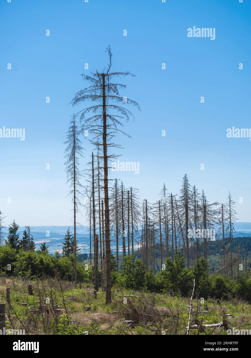 Norway spruce (Picea abies), dead spruces, Germany, Lower Saxony, Harz ...