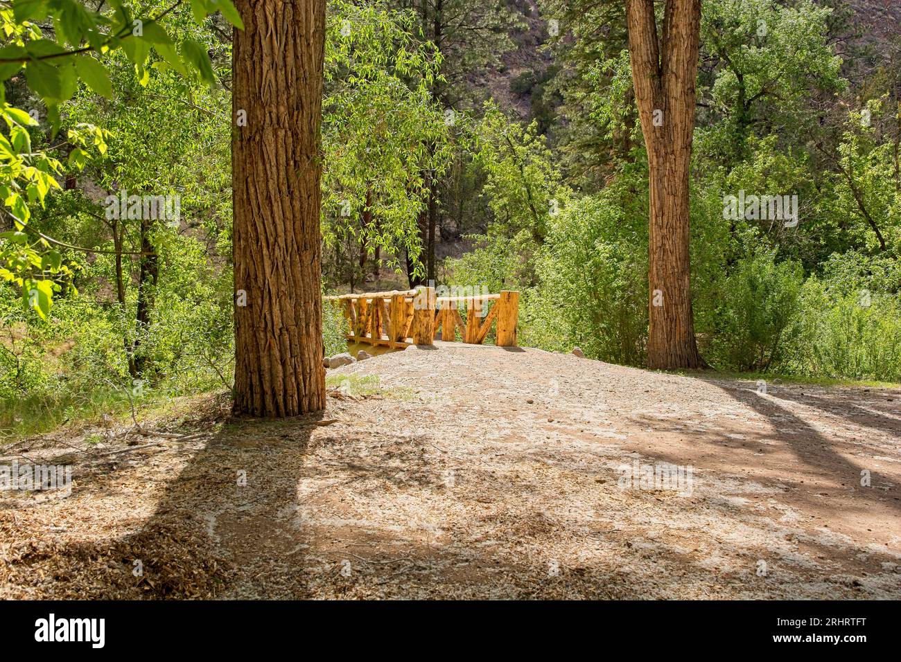 Wood truss Foot bridge across bean creek under pine trees in bright ...